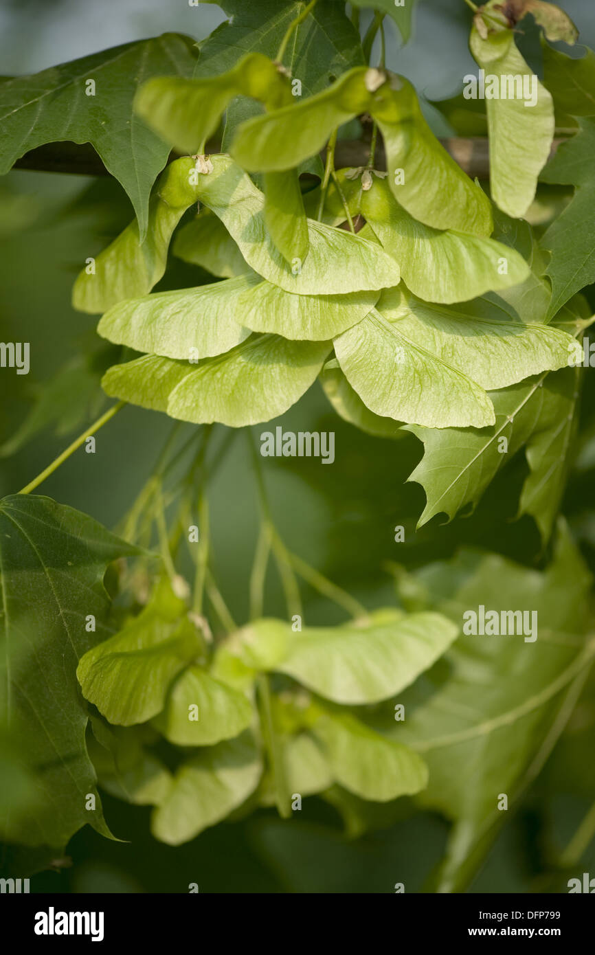Spitzahorn, Acer platanoides Stockfotografie - Alamy