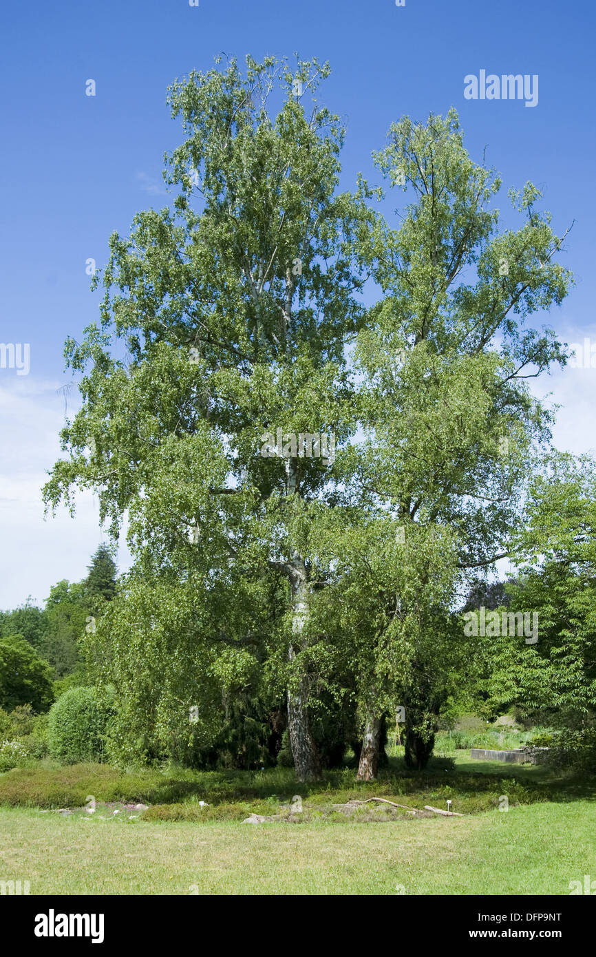 Birkensilber betula pendula -Fotos und -Bildmaterial in hoher Auflösung ...