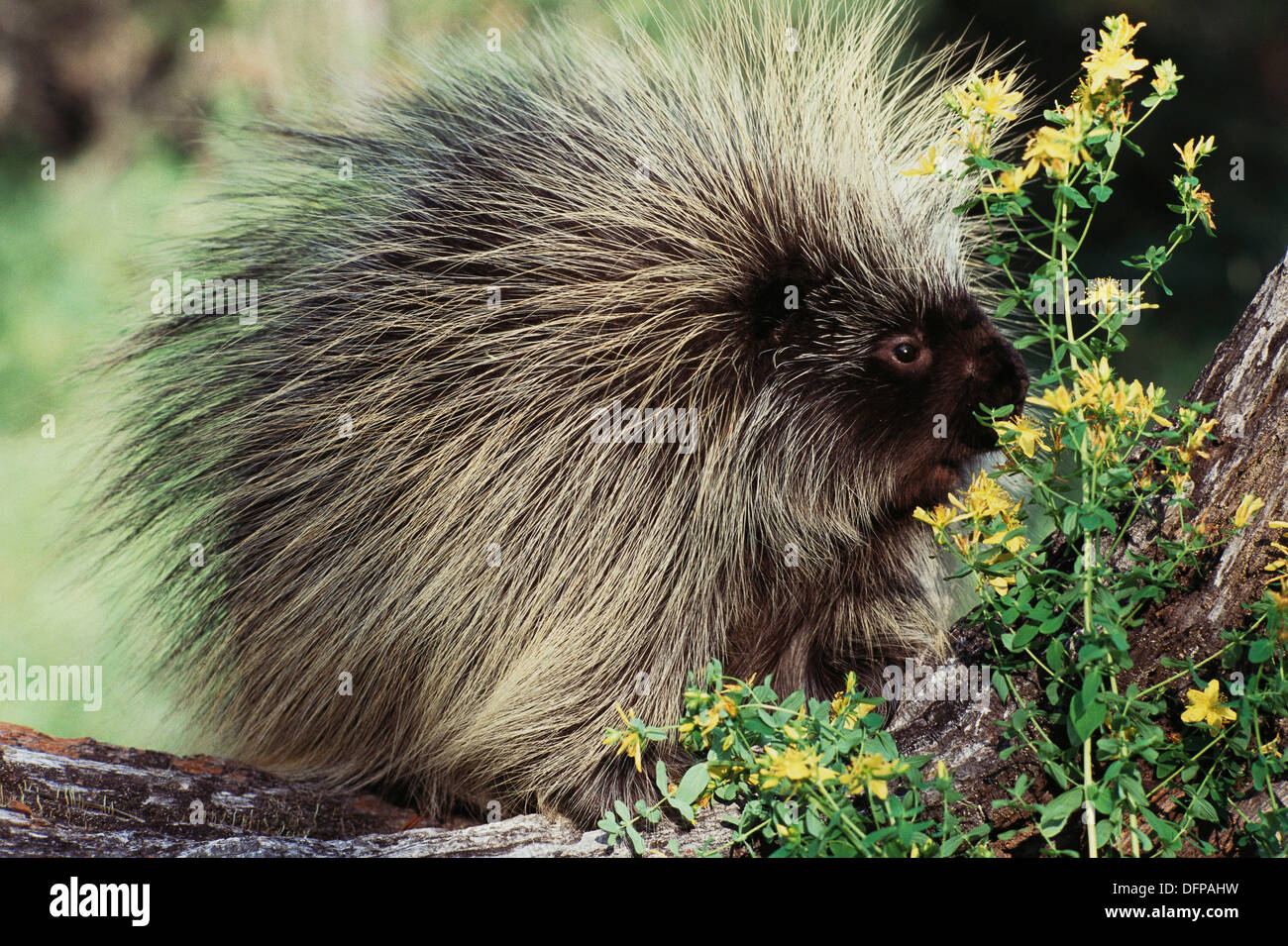 Stachelschwein hautnah -Fotos und -Bildmaterial in hoher Auflösung – Alamy