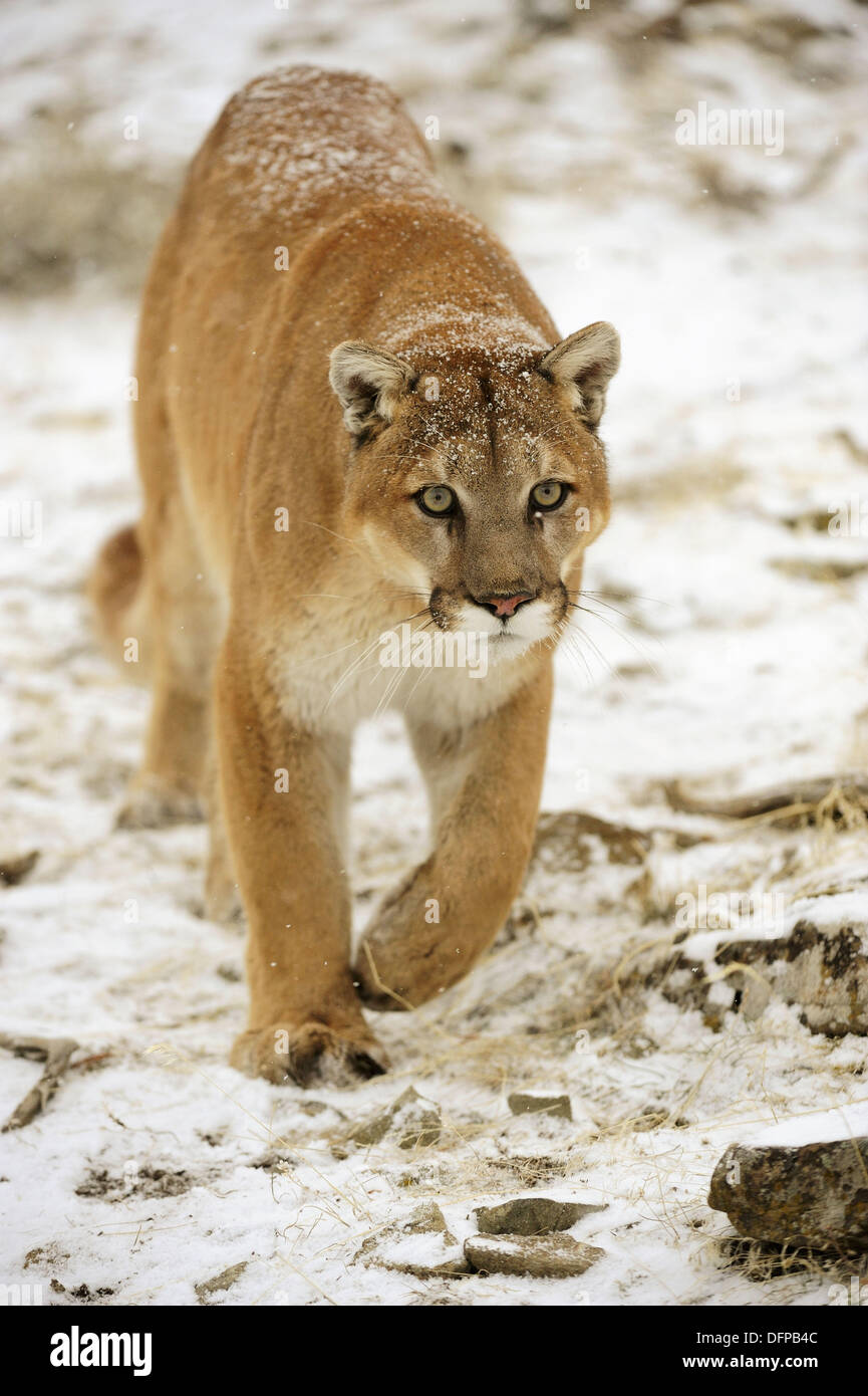 Stalking puma felis concolor -Fotos und -Bildmaterial in hoher ...