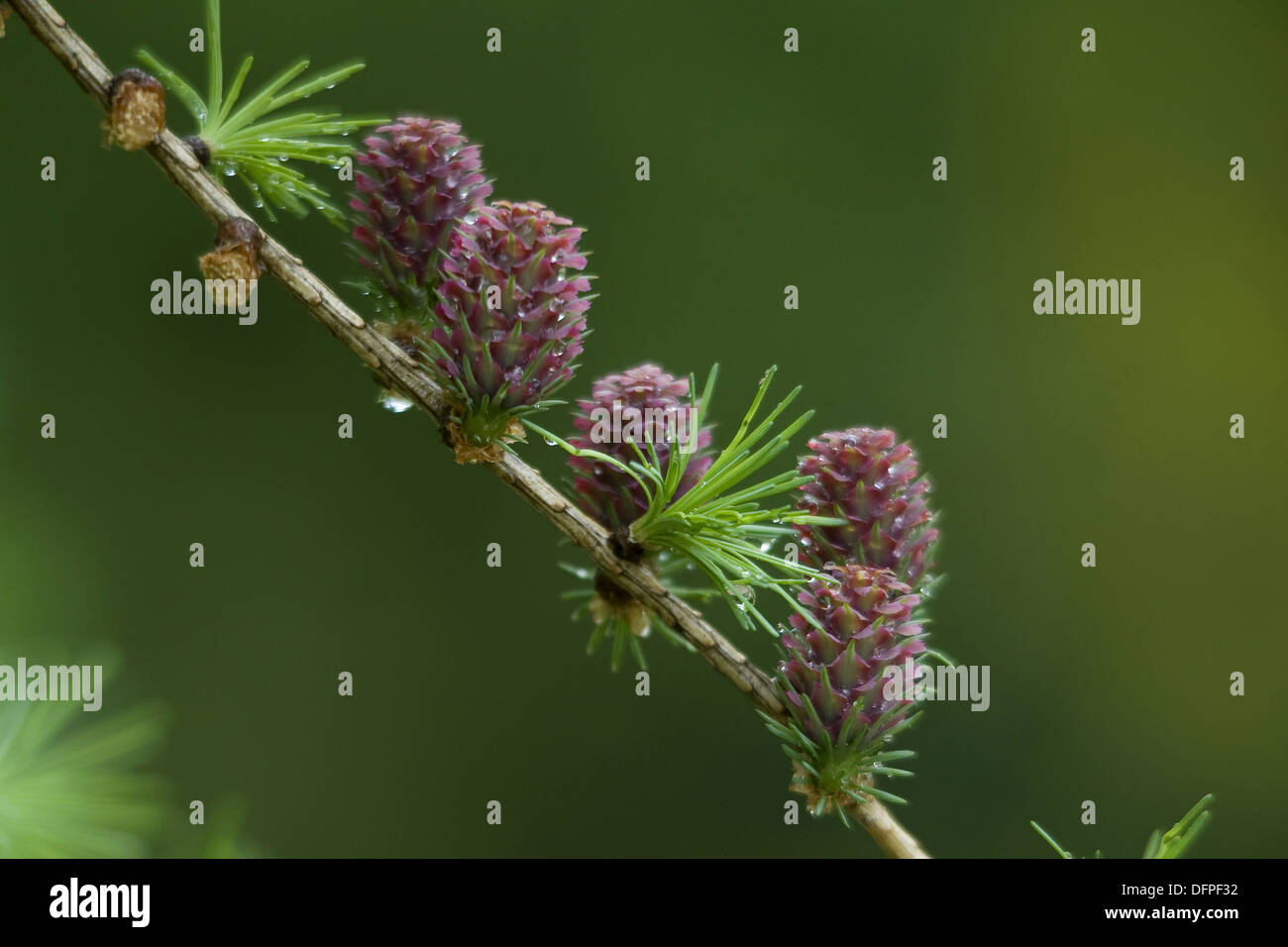 Europäische lärchen larix decidua -Fotos und -Bildmaterial in hoher ...