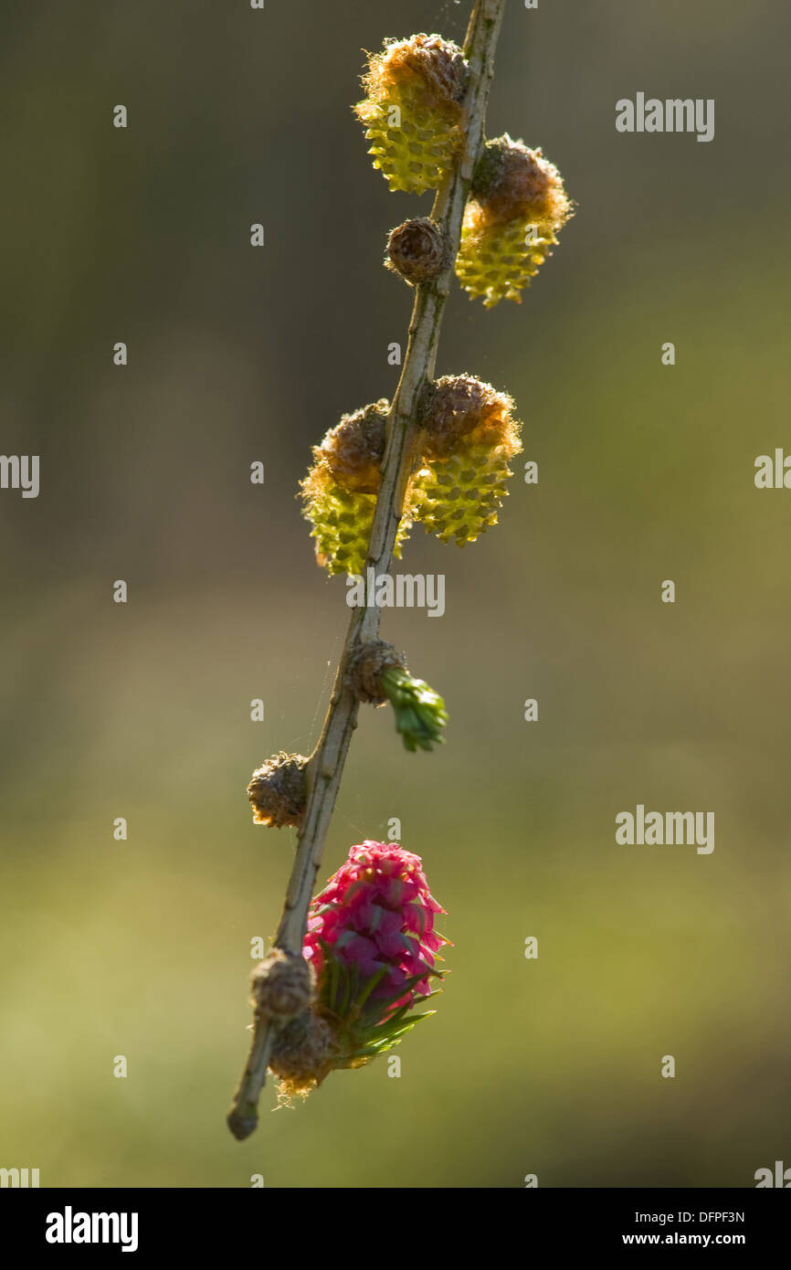 Europäische lärchen larix decidua -Fotos und -Bildmaterial in hoher ...