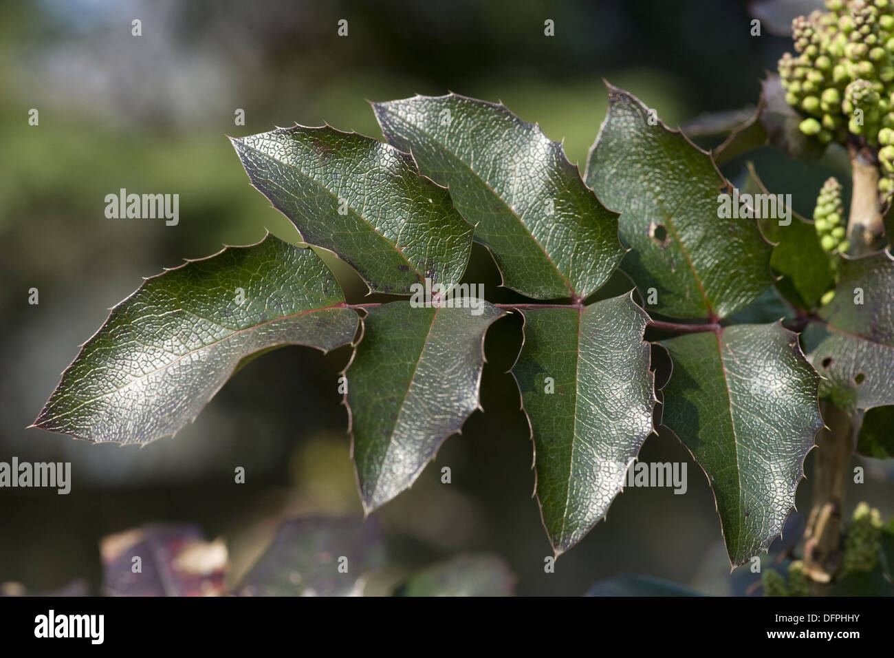 Mahonia aquifolium -Fotos und -Bildmaterial in hoher Auflösung – Alamy
