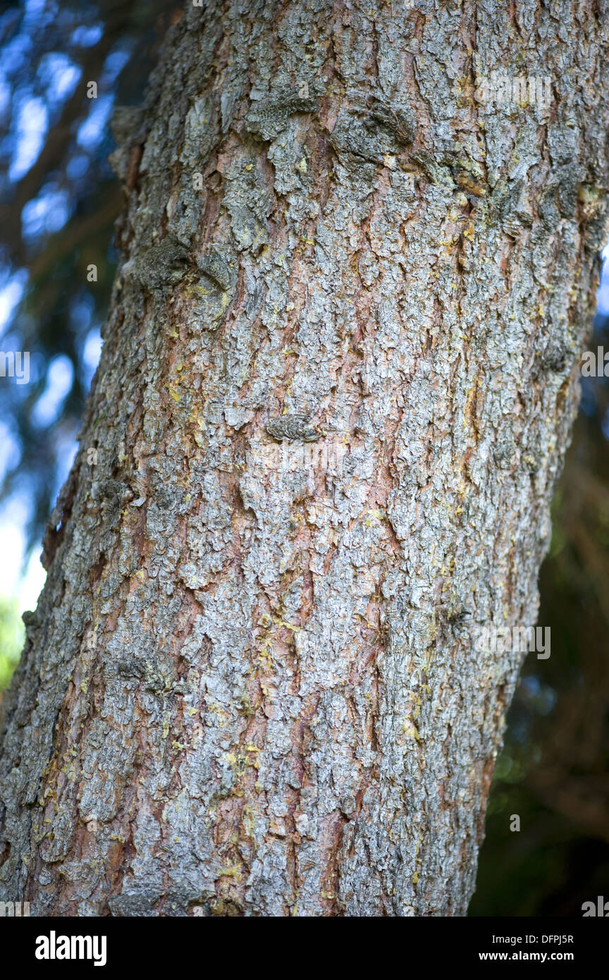 Fichte baumrinde -Fotos und -Bildmaterial in hoher Auflösung – Alamy
