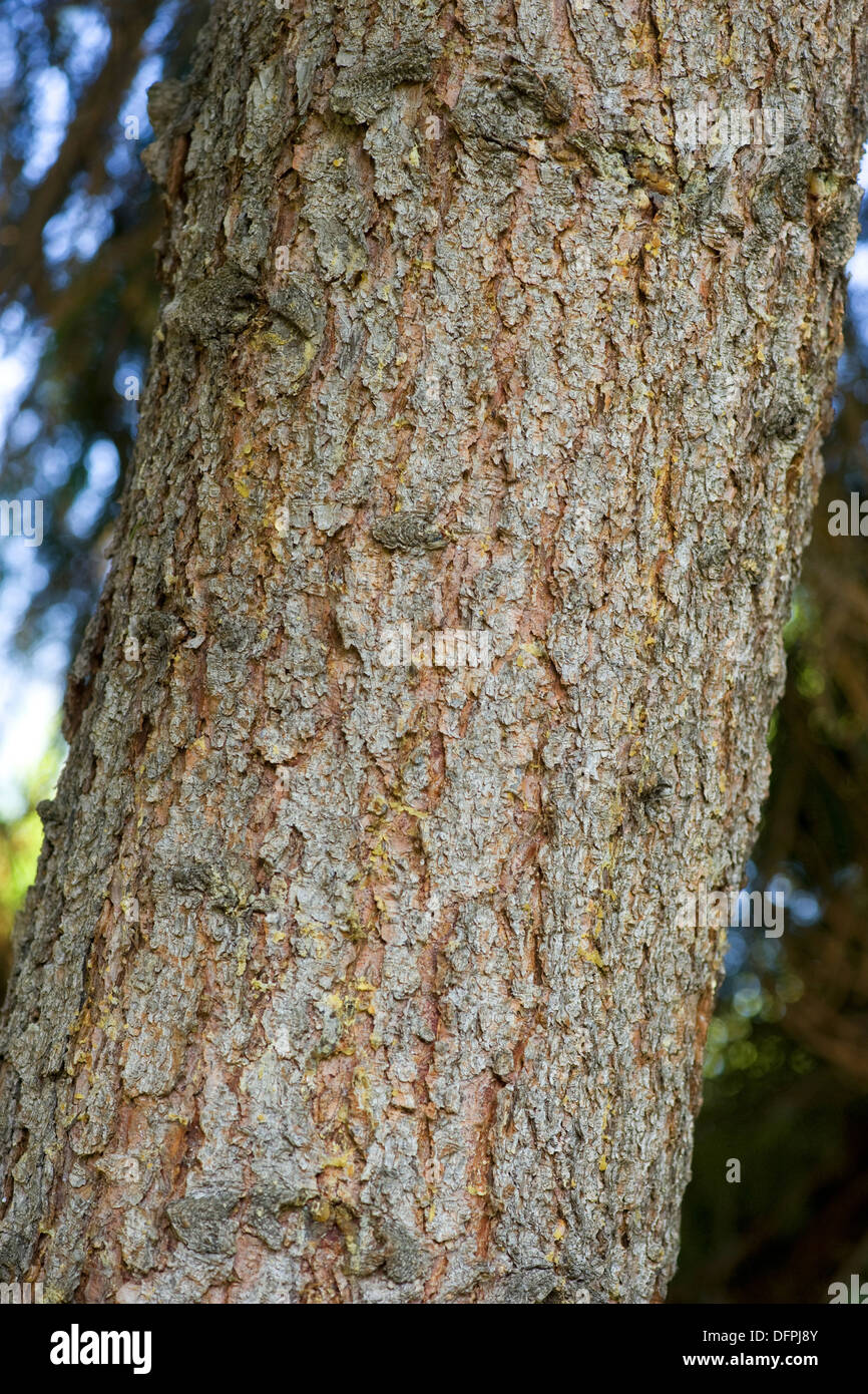 Fichte rinde close up -Fotos und -Bildmaterial in hoher Auflösung – Alamy
