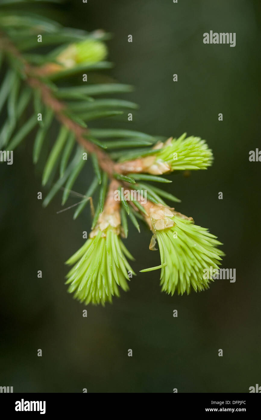 Fichte picea -Fotos und -Bildmaterial in hoher Auflösung – Alamy