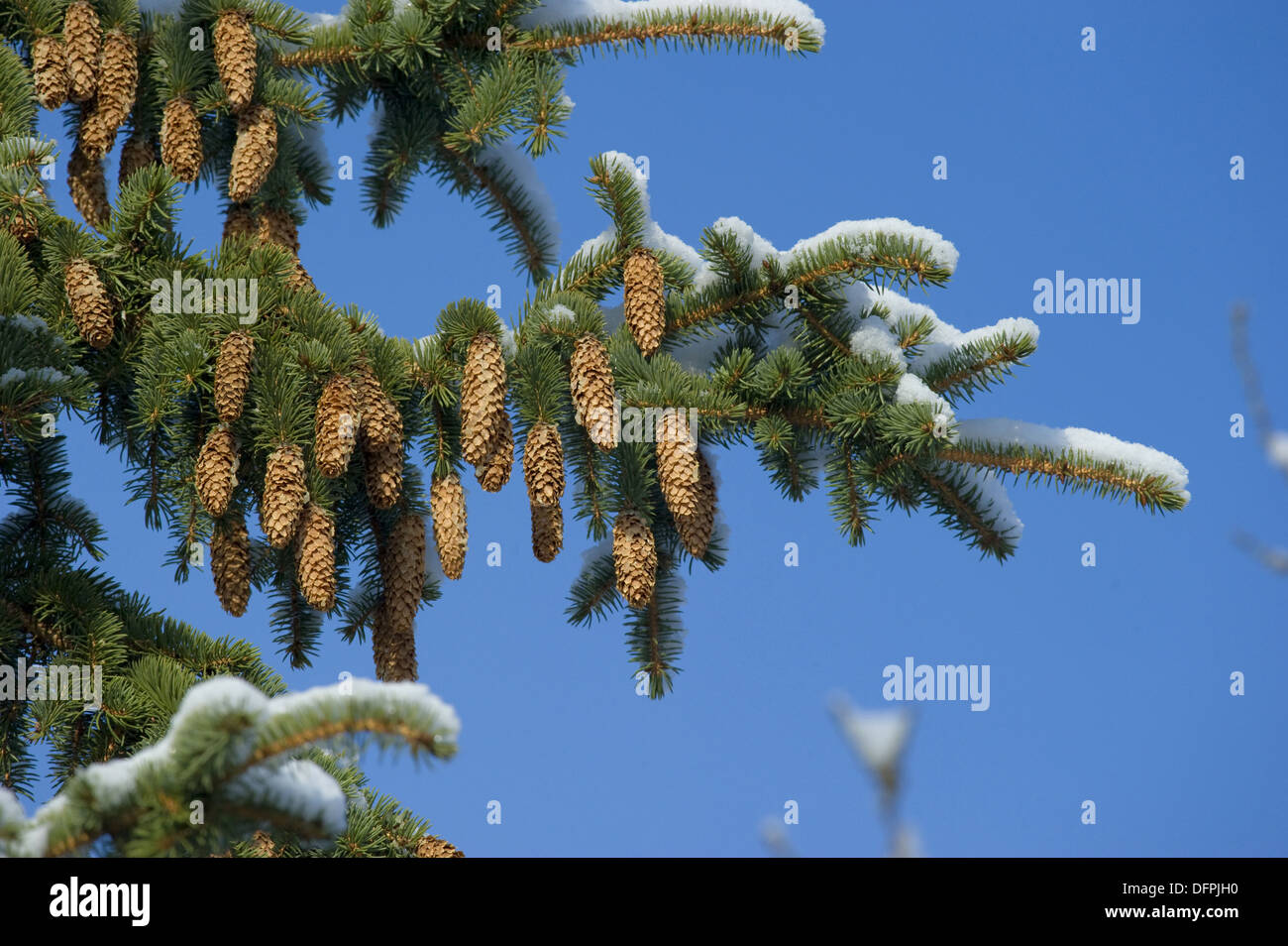 Fichtenzapfen nahaufnahme -Fotos und -Bildmaterial in hoher Auflösung ...