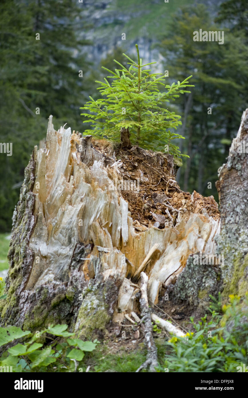 Norwegen fichte -Fotos und -Bildmaterial in hoher Auflösung – Alamy