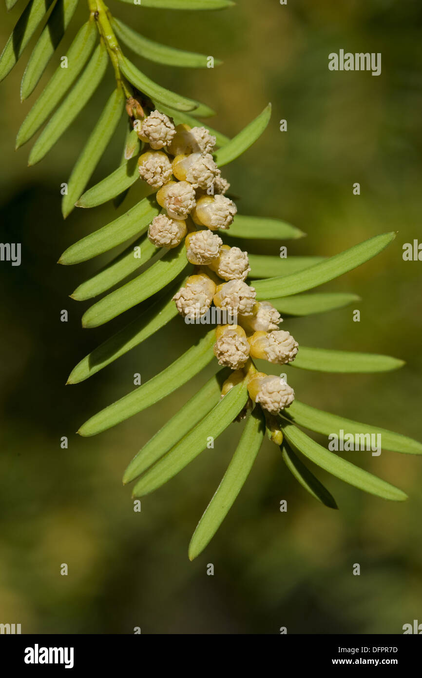 Eibe baum blumen -Fotos und -Bildmaterial in hoher Auflösung – Alamy