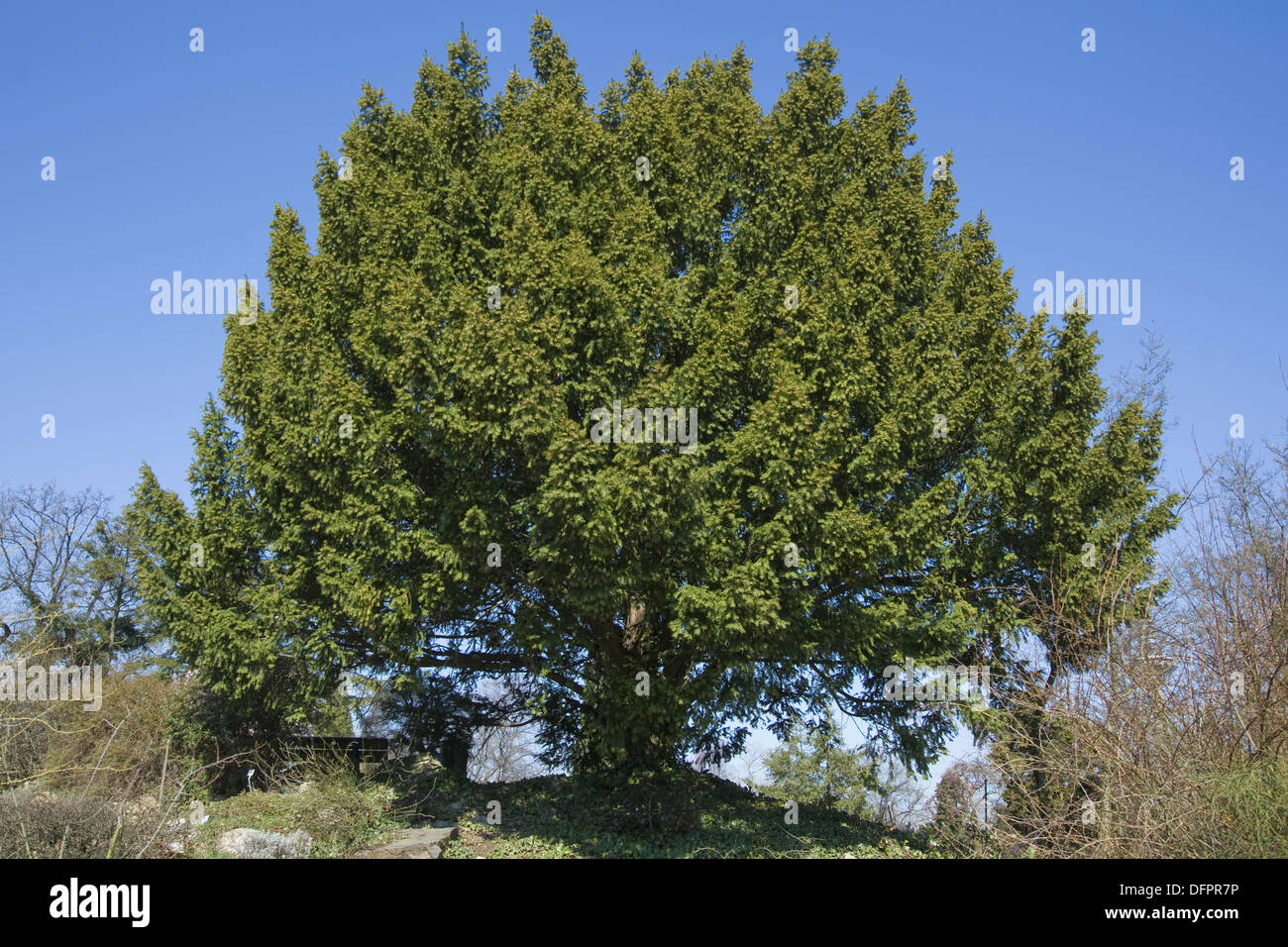 European yew -Fotos und -Bildmaterial in hoher Auflösung – Alamy