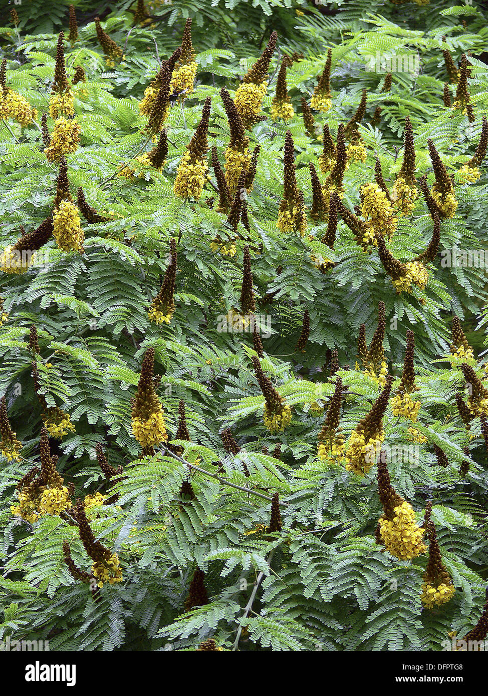 Leguminous plant -Fotos und -Bildmaterial in hoher Auflösung – Alamy