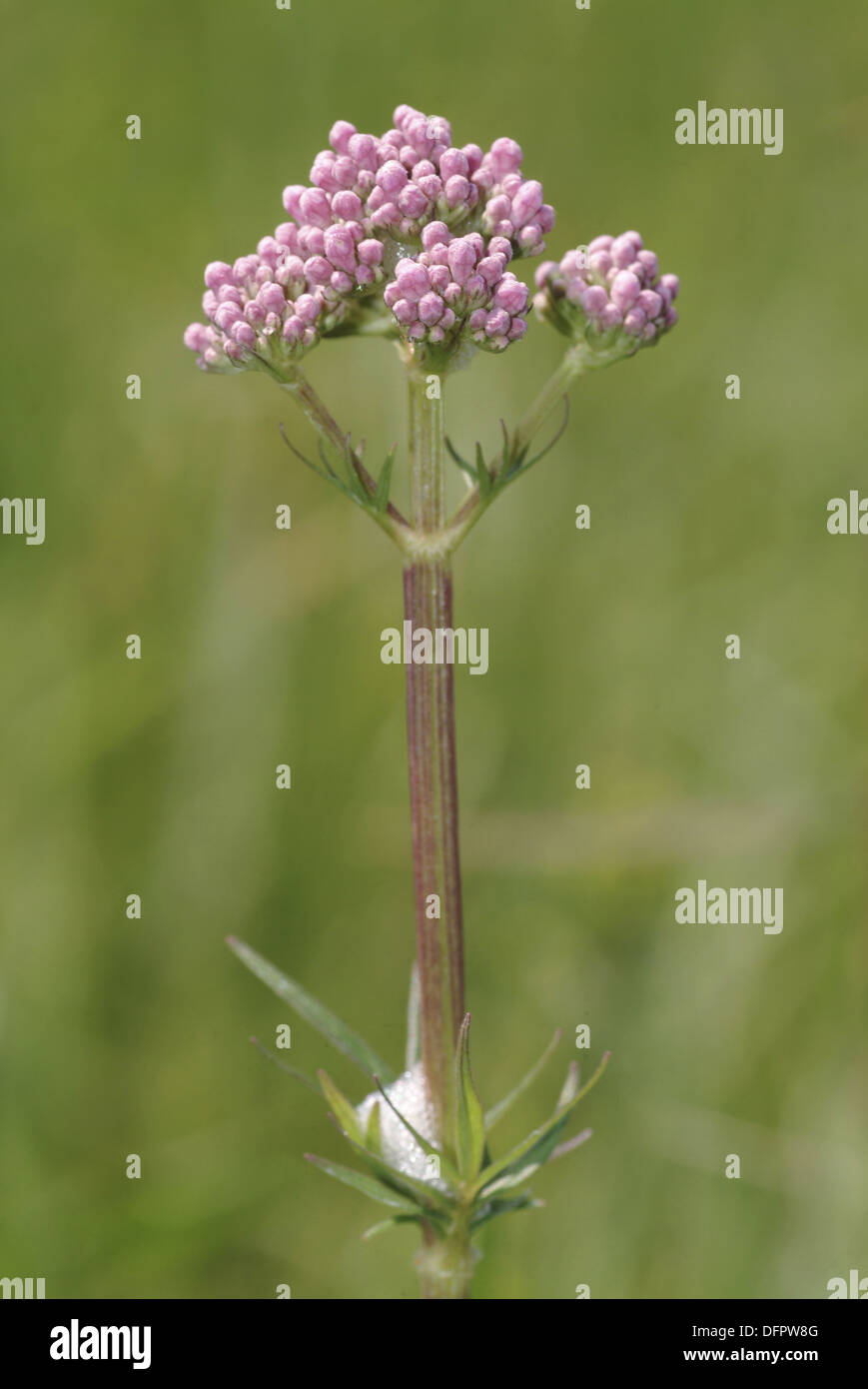 Baldrian officinalis -Fotos und -Bildmaterial in hoher Auflösung – Alamy