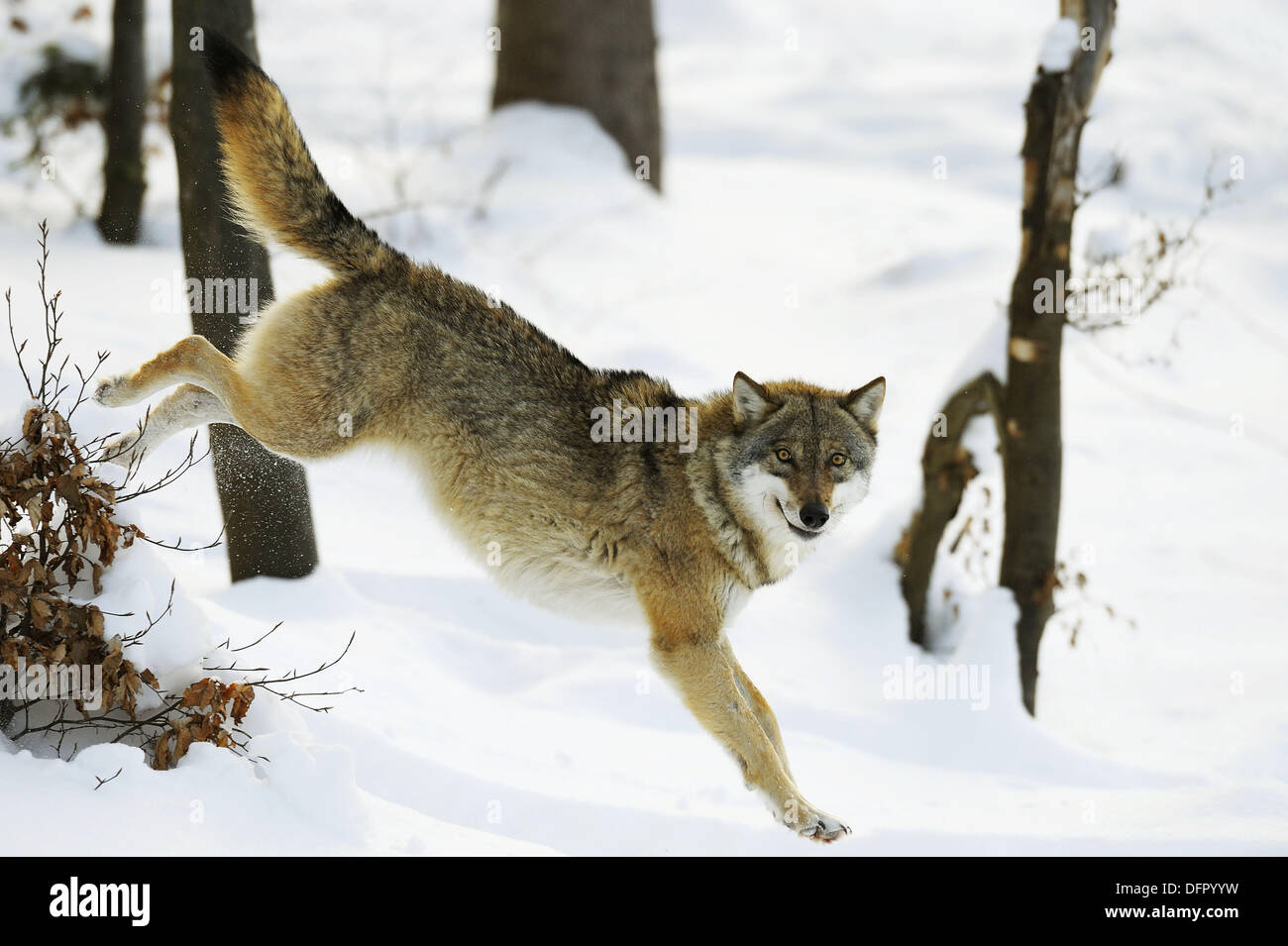 Wolf In Snow Jumping Stockfotos und -bilder Kaufen - Alamy