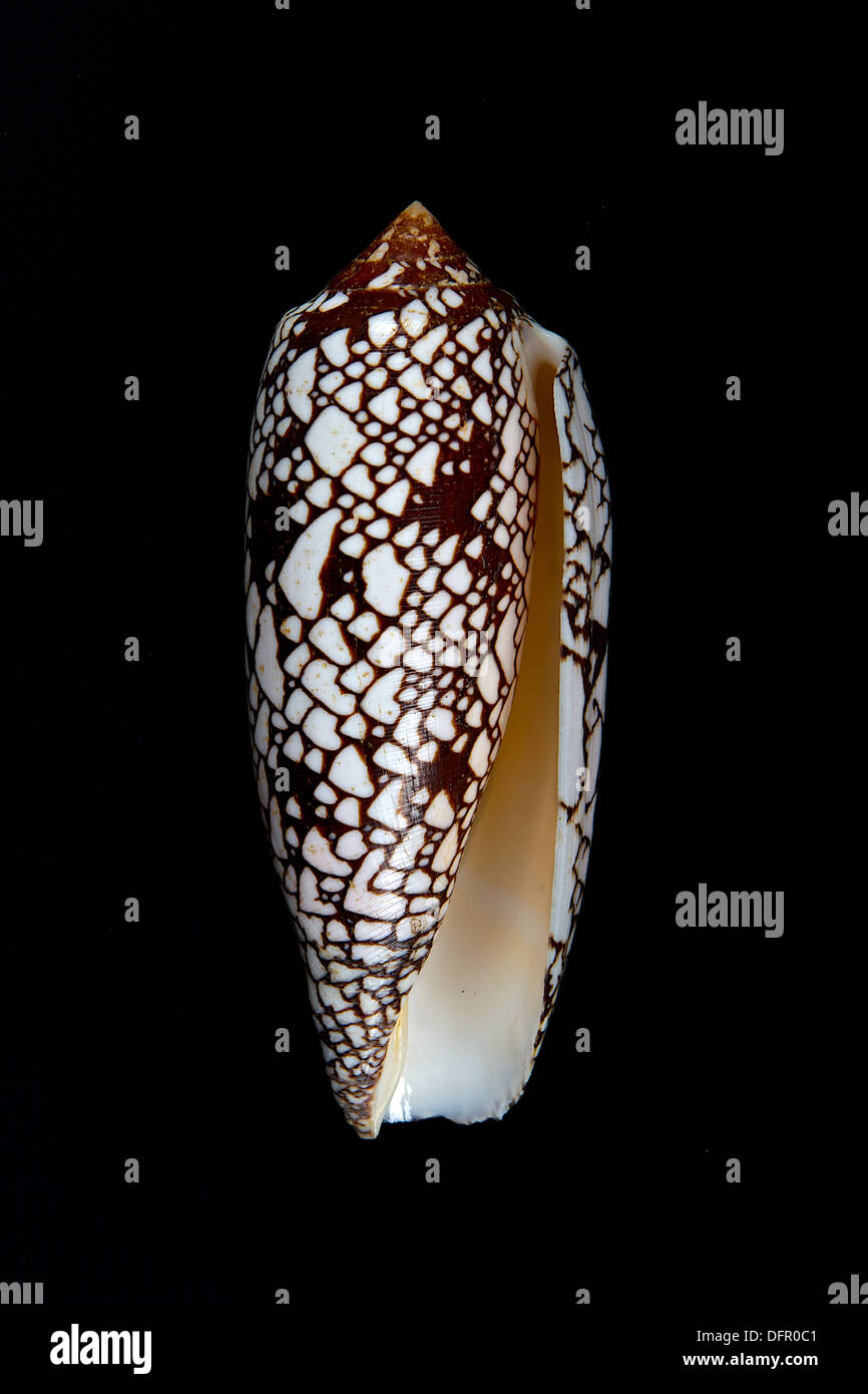 Cone Snail Conus Stockfotos und -bilder Kaufen - Alamy