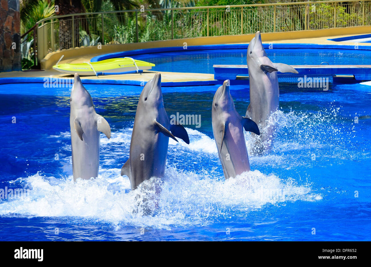 Die delfinshow -Fotos und -Bildmaterial in hoher Auflösung – Alamy