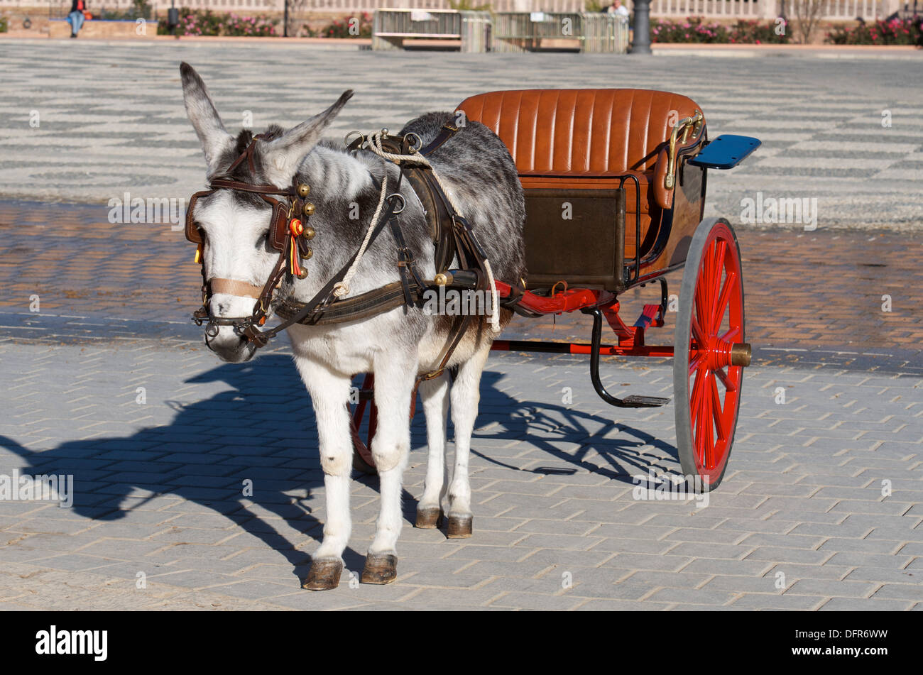 Esel gezogenes fahrzeug -Fotos und -Bildmaterial in hoher Auflösung – Alamy
