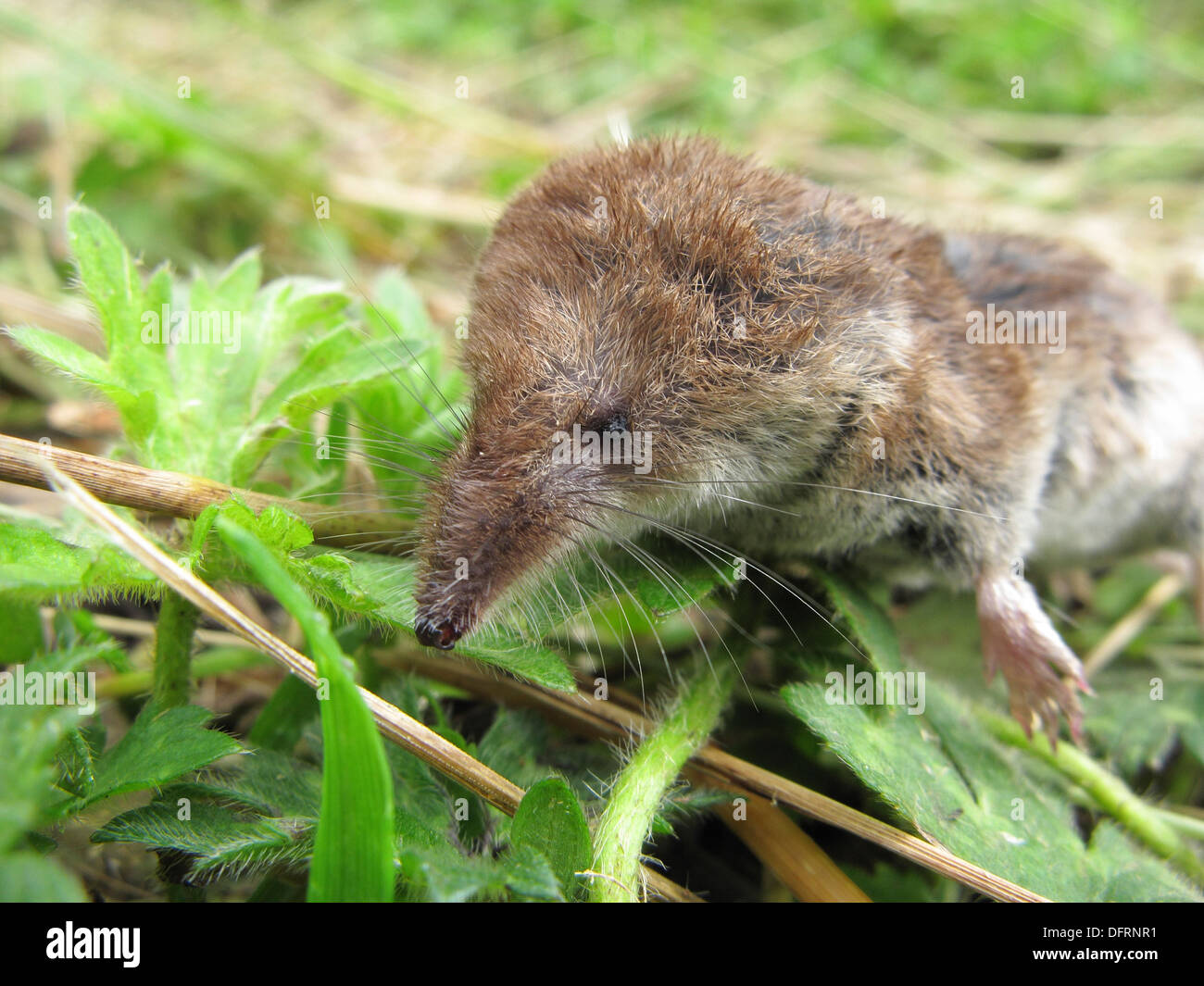 Allgemeine Spitzmaus (Sorex Araneus), UK Stockfotografie - Alamy