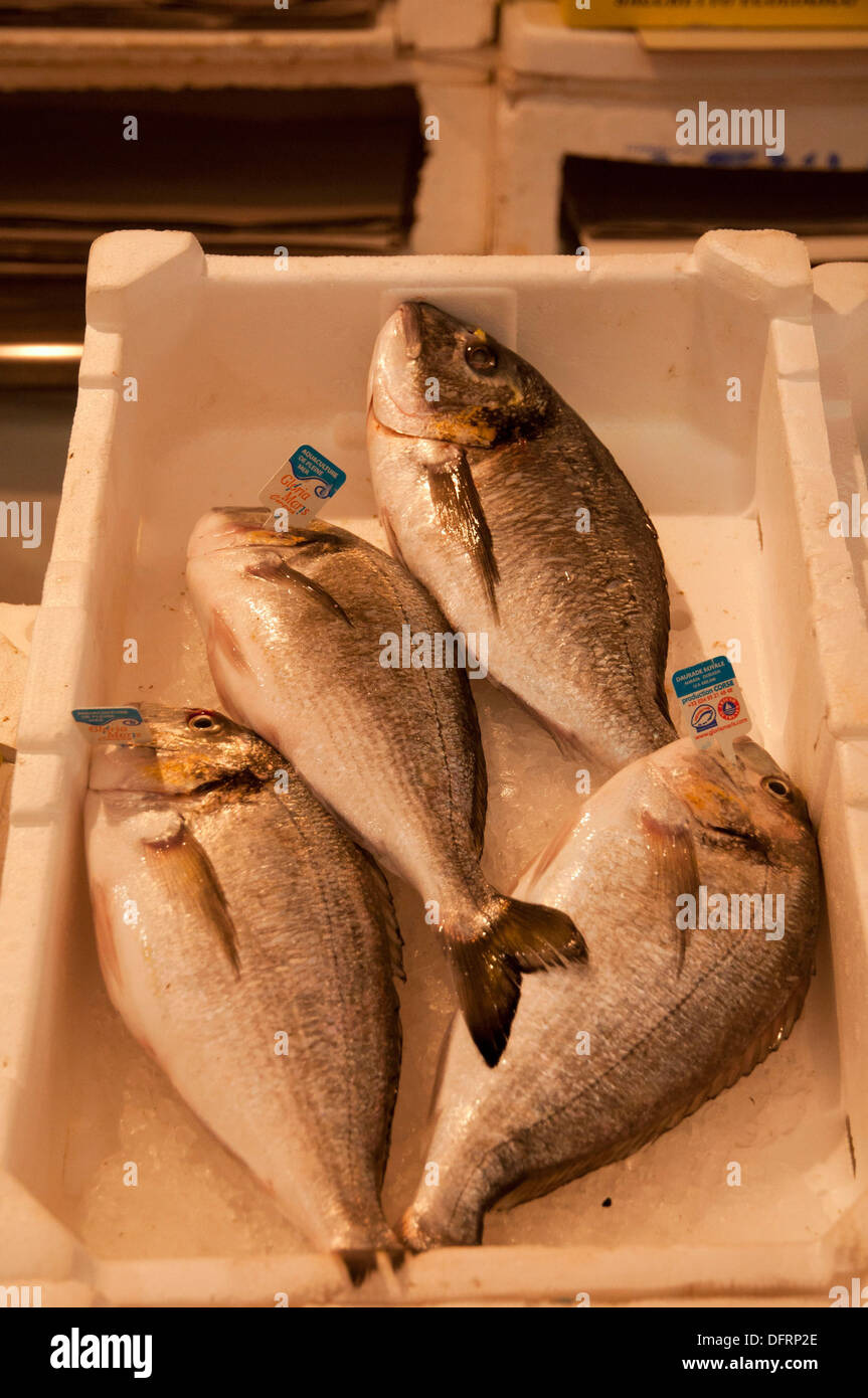 Vier fische -Fotos und -Bildmaterial in hoher Auflösung – Alamy