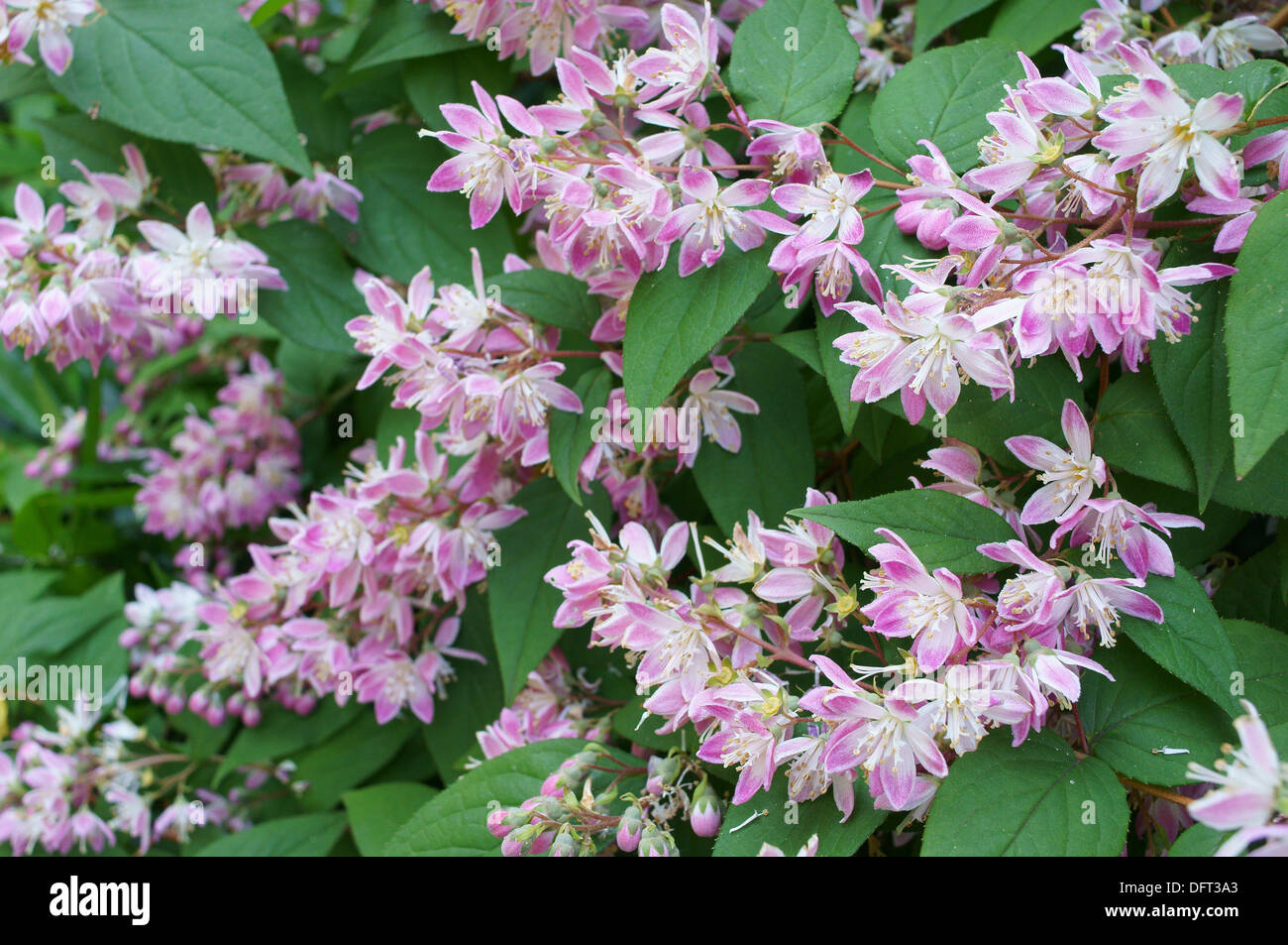 Deutzia hybrida -Fotos und -Bildmaterial in hoher Auflösung – Alamy