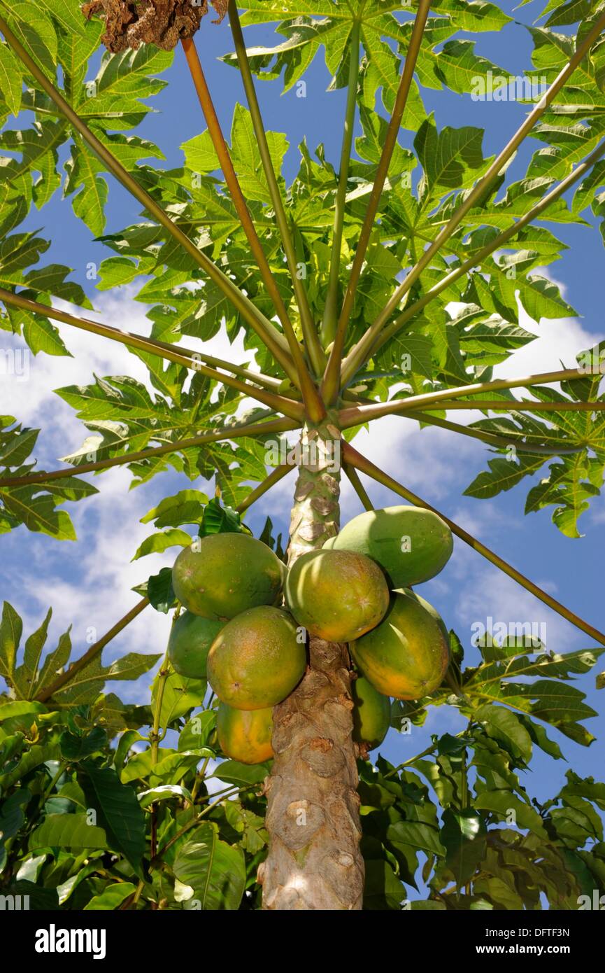 Dole Papaya Stockfotos und -bilder Kaufen - Alamy