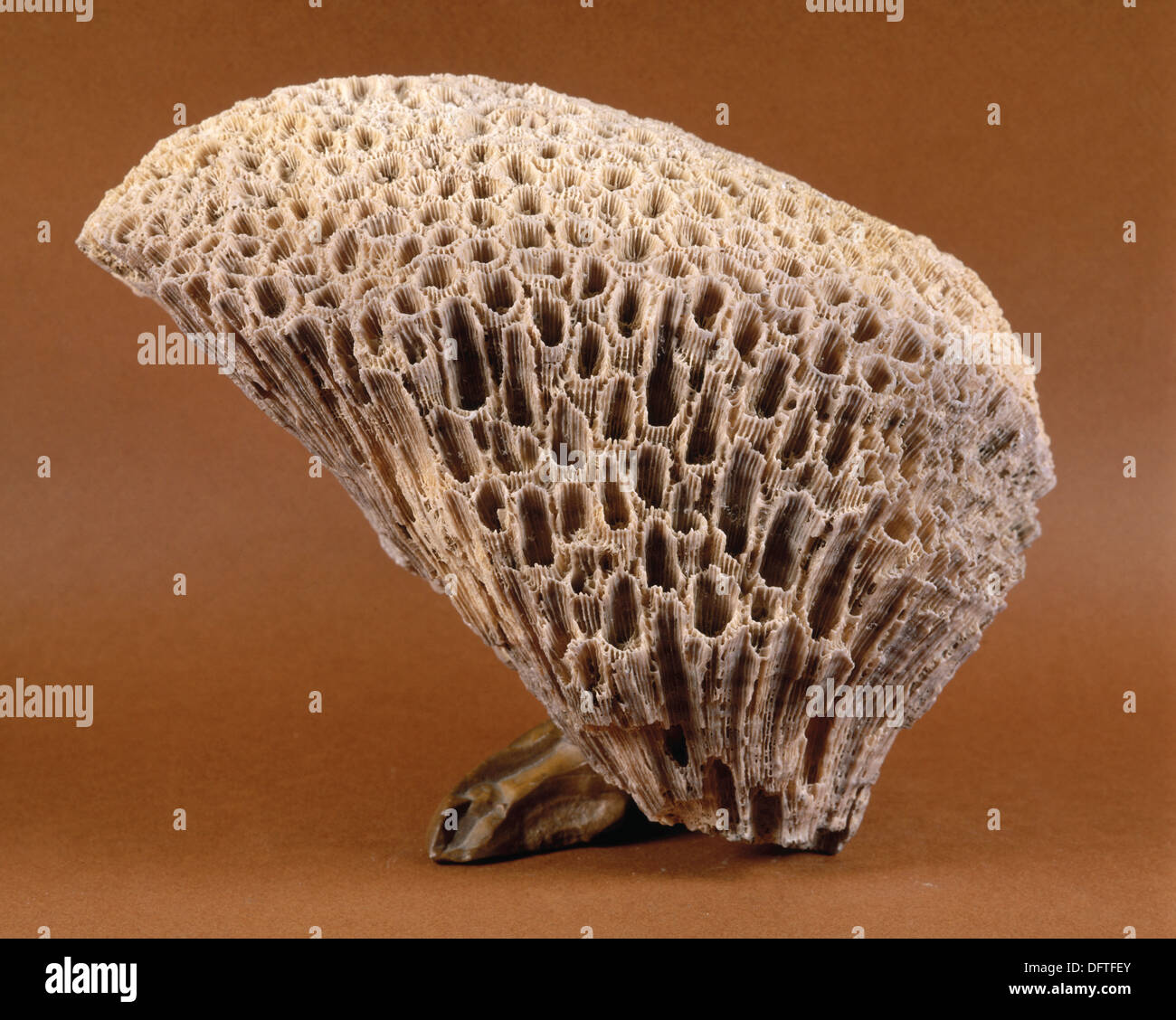 Coral fossil -Fotos und -Bildmaterial in hoher Auflösung – Alamy