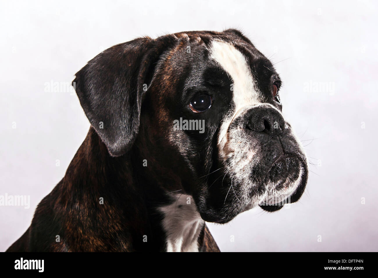 Dunkel brindle -Fotos und -Bildmaterial in hoher Auflösung – Alamy