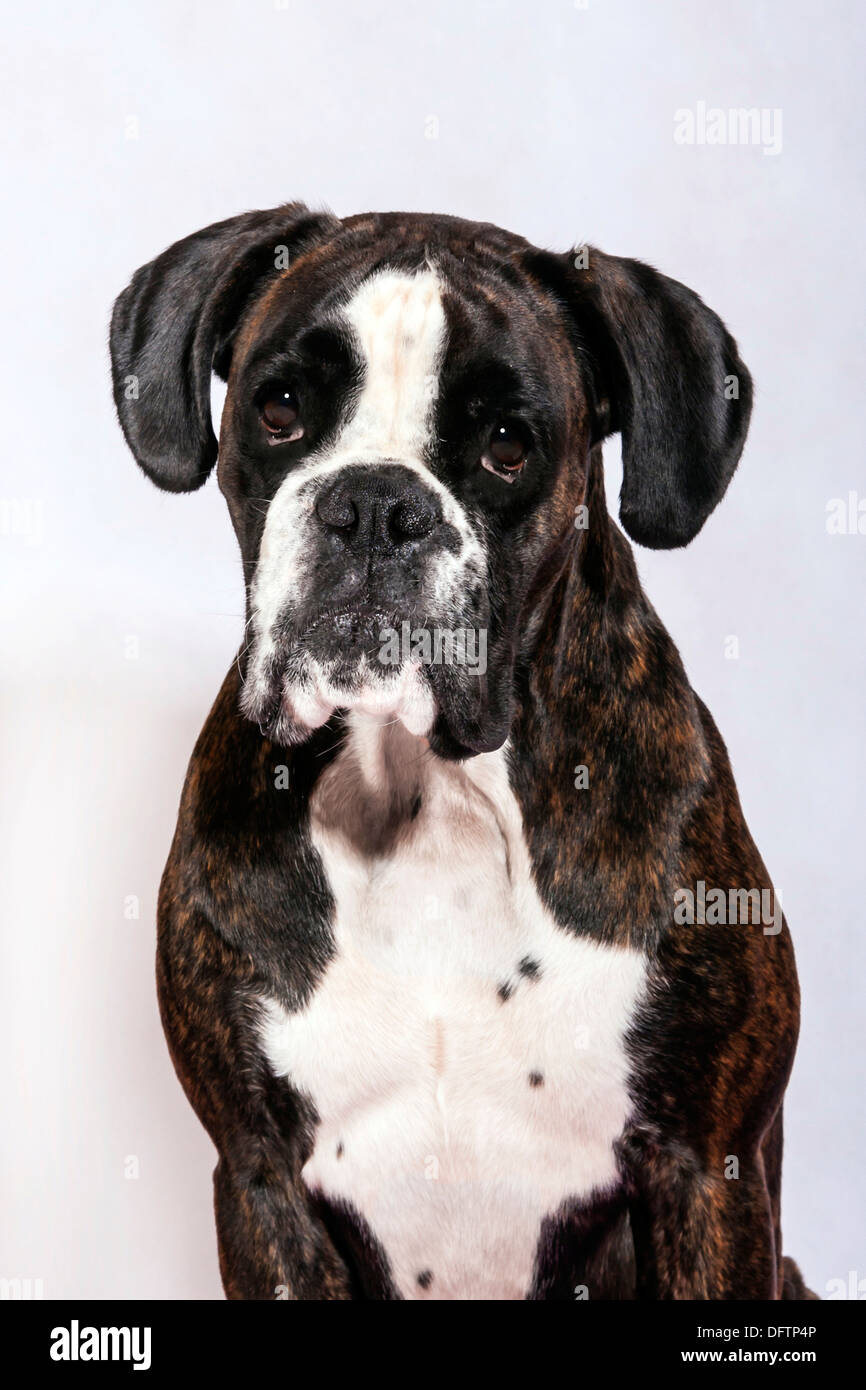 Dunkel brindle -Fotos und -Bildmaterial in hoher Auflösung – Alamy