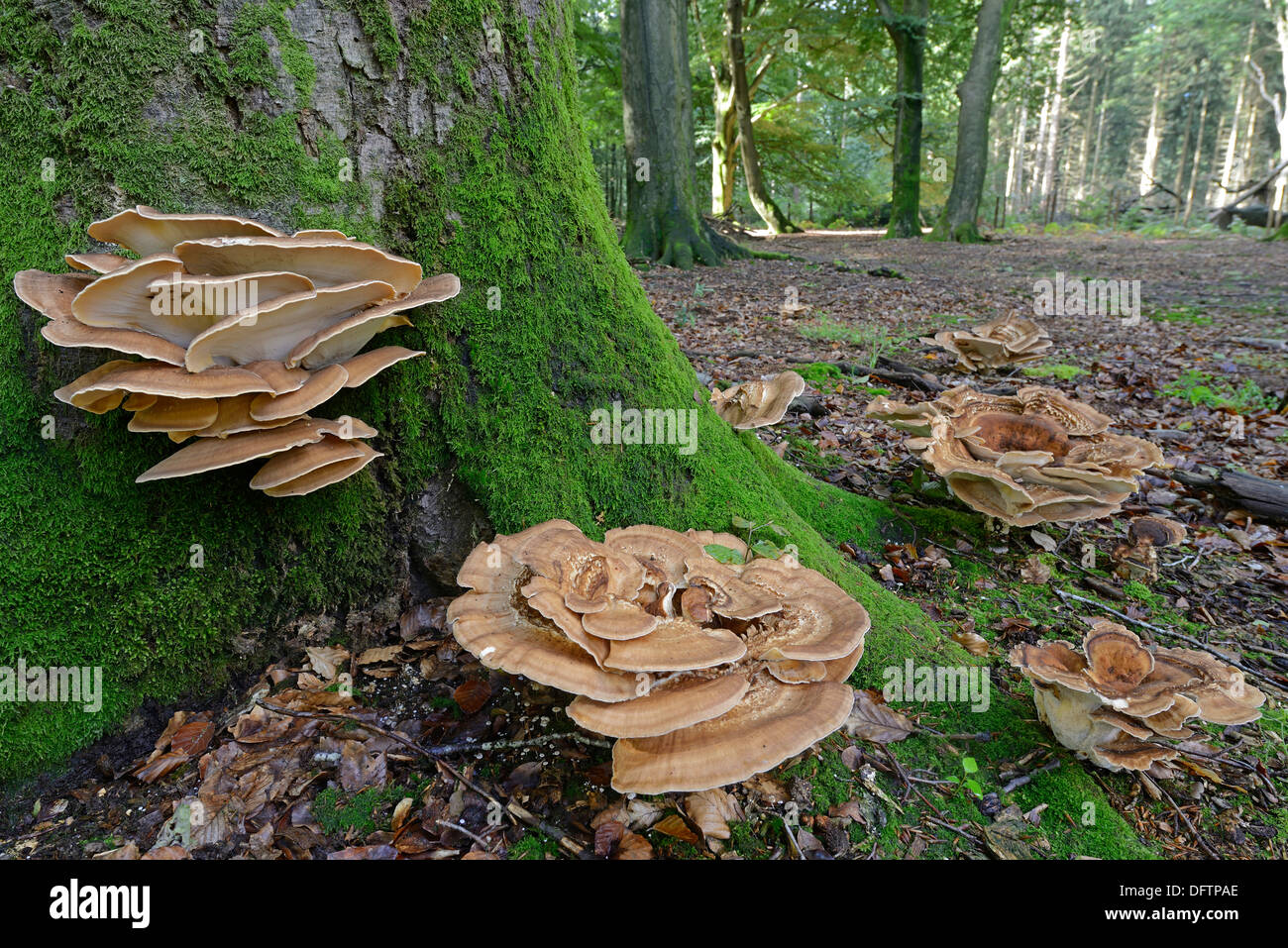 Meripilus giganteus -Fotos und -Bildmaterial in hoher Auflösung – Alamy