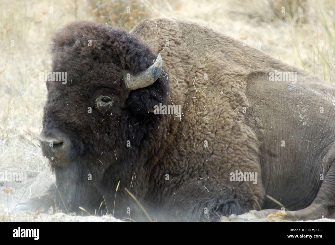 American bison bison americanus -Fotos und -Bildmaterial in hoher ...