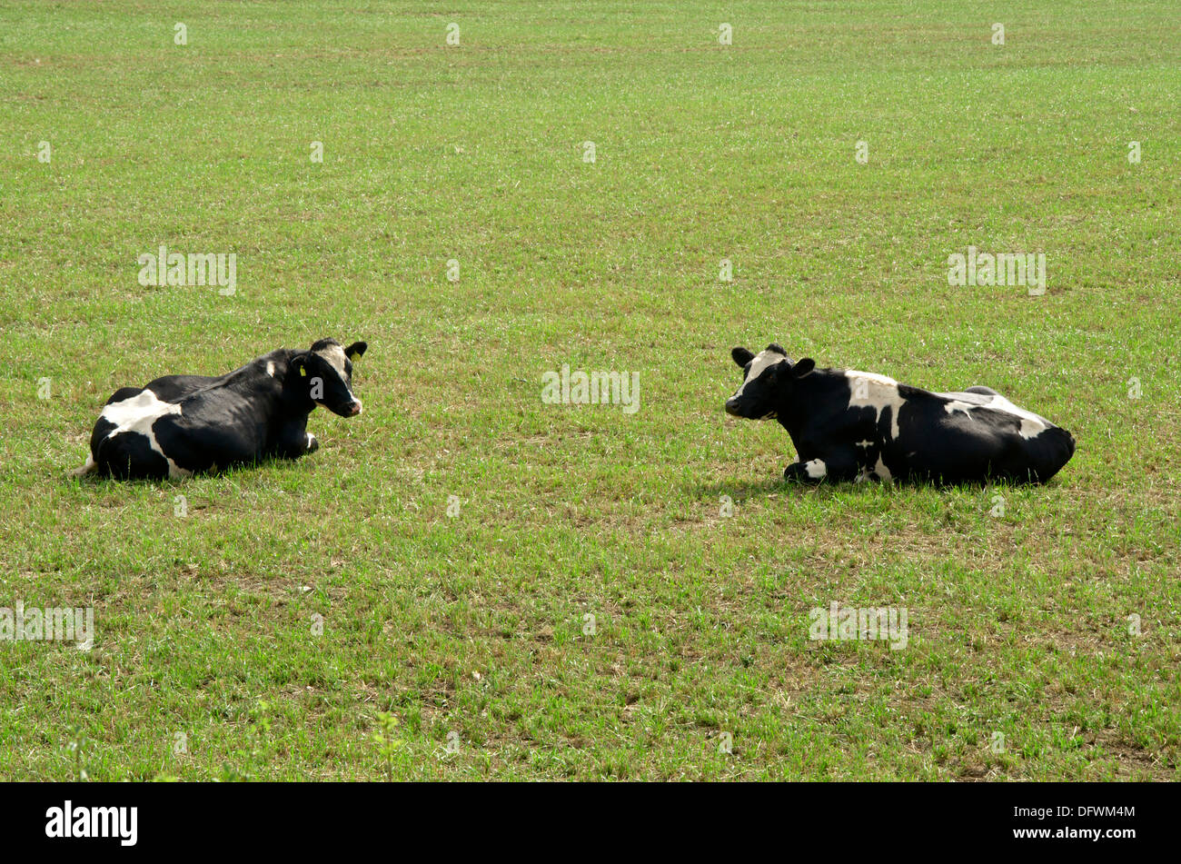 Junge friesische ochsen -Fotos und -Bildmaterial in hoher Auflösung – Alamy