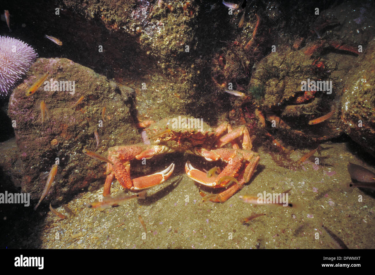 Maja squinado -Fotos und -Bildmaterial in hoher Auflösung – Alamy