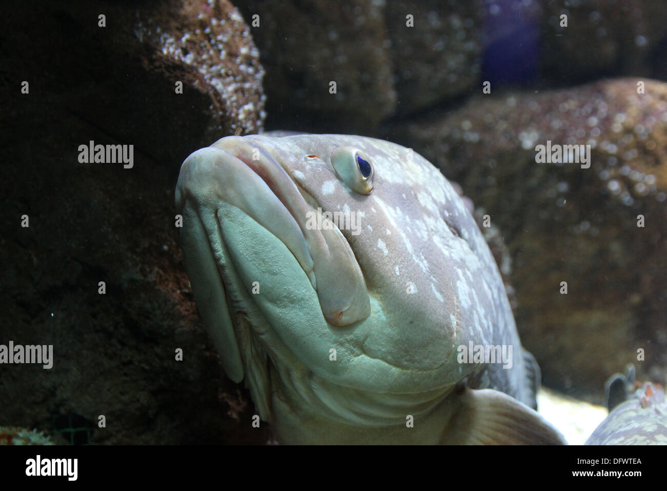Speer und waage -Fotos und -Bildmaterial in hoher Auflösung – Alamy