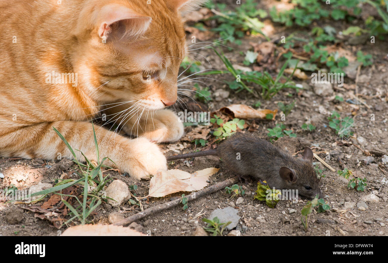 Jerry maus -Fotos und -Bildmaterial in hoher Auflösung – Alamy