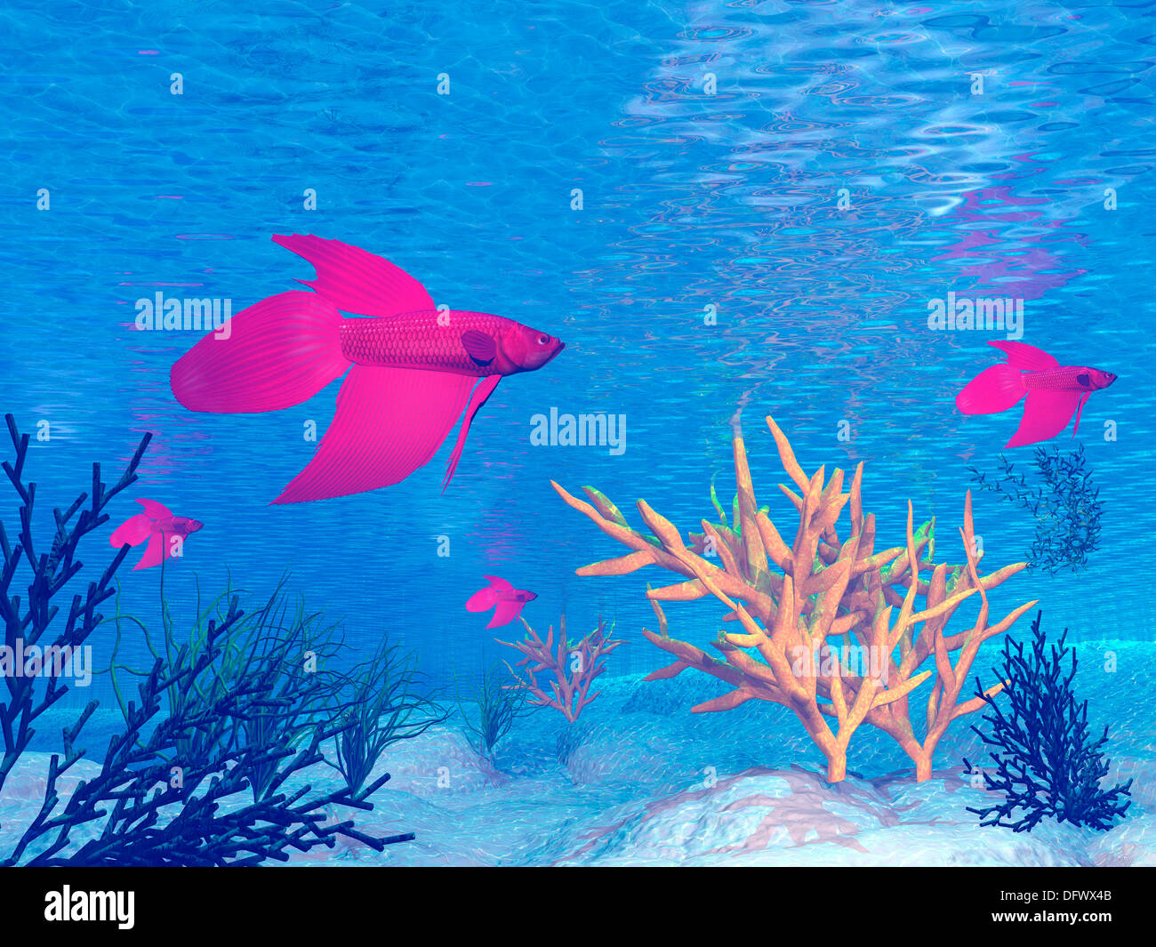 Roter betta fisch -Fotos und -Bildmaterial in hoher Auflösung – Alamy