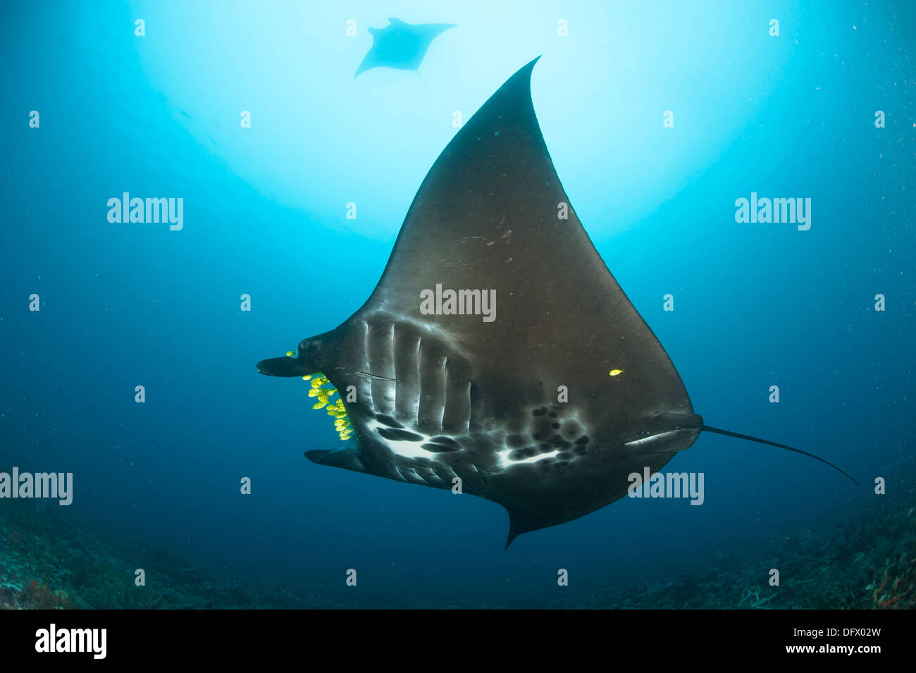 Manta ray mouth -Fotos und -Bildmaterial in hoher Auflösung – Alamy