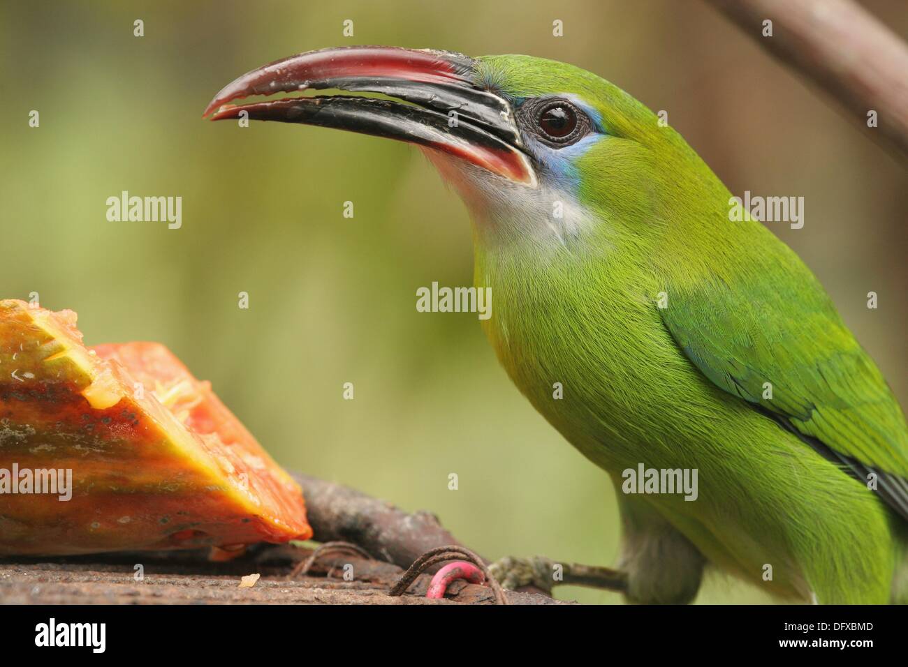 Nut-billed Toucanet, Tucán Pico de Frasco Esmeralda, Aulacorhynchus ...
