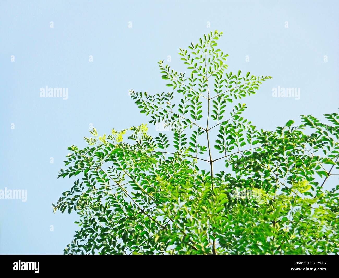 Moringa Baum und Samen Stockfotos und -bilder Kaufen - Alamy