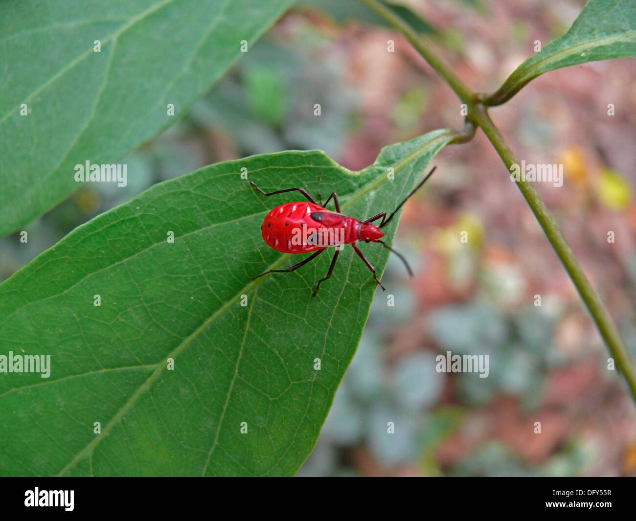 Rote wanze -Fotos und -Bildmaterial in hoher Auflösung – Alamy