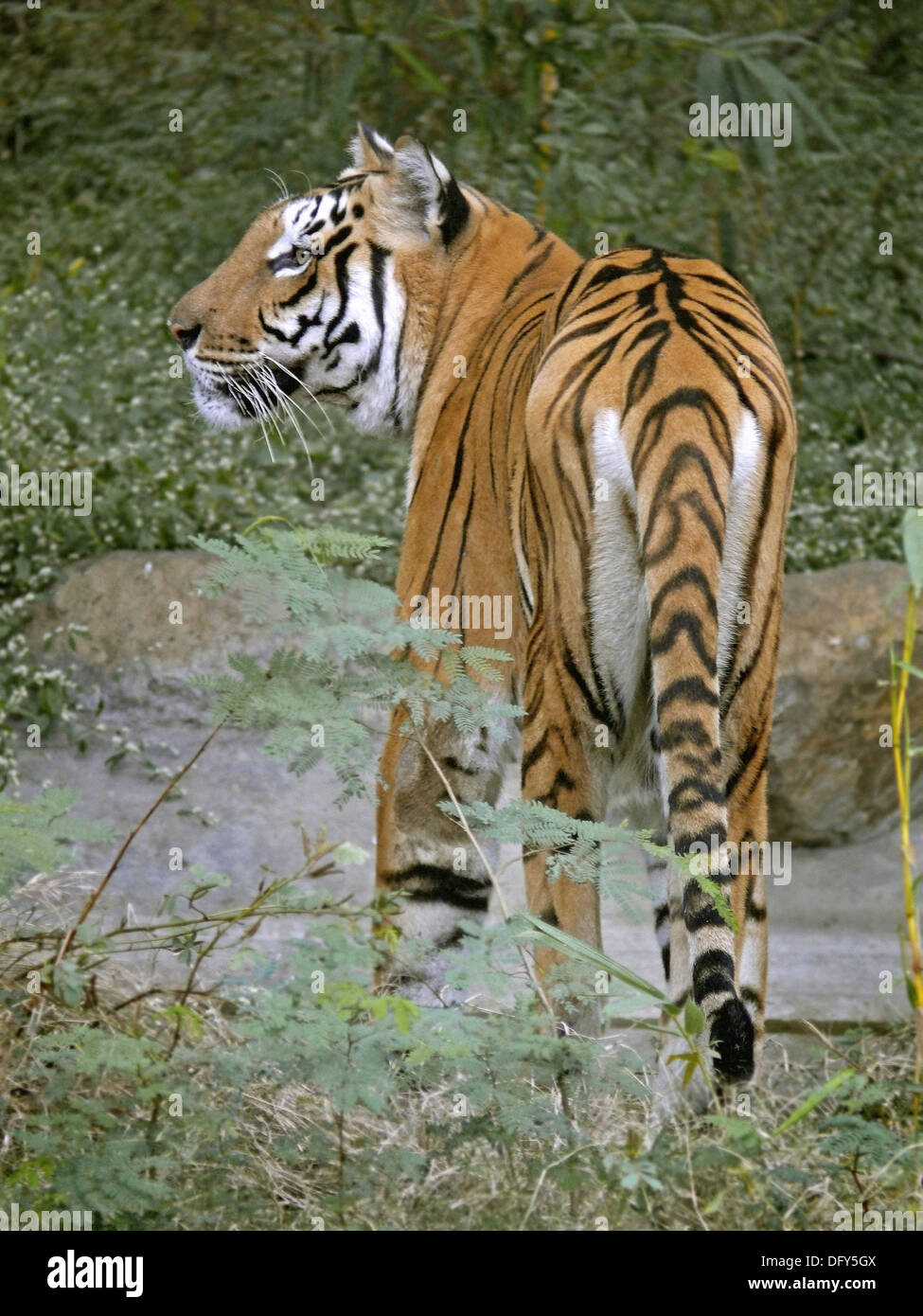 Rajiv gandhi tiger reserve -Fotos und -Bildmaterial in hoher Auflösung ...