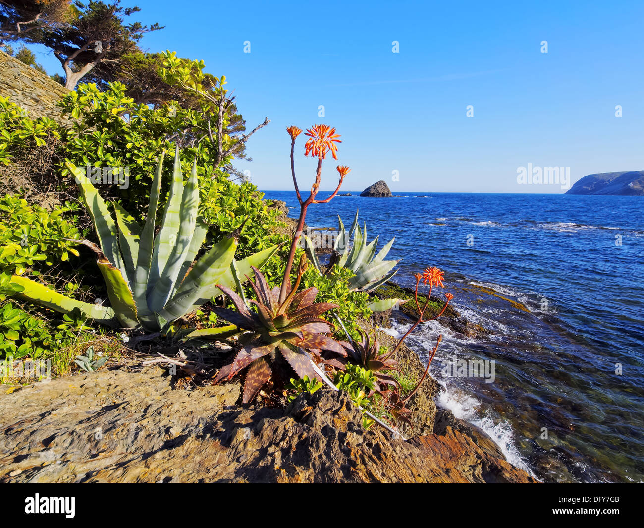 Blühenden Aloe an der Küste der Costa Brava, Katalonien, Spanien ...
