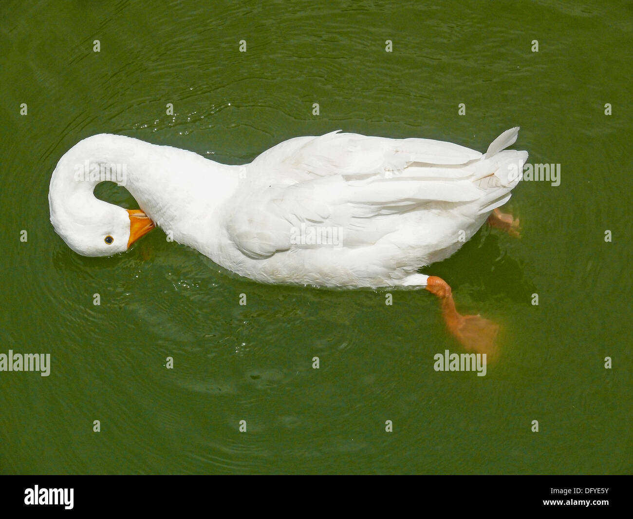 Anas Platyrhynchos F Domestica Stockfotos und -bilder Kaufen - Alamy