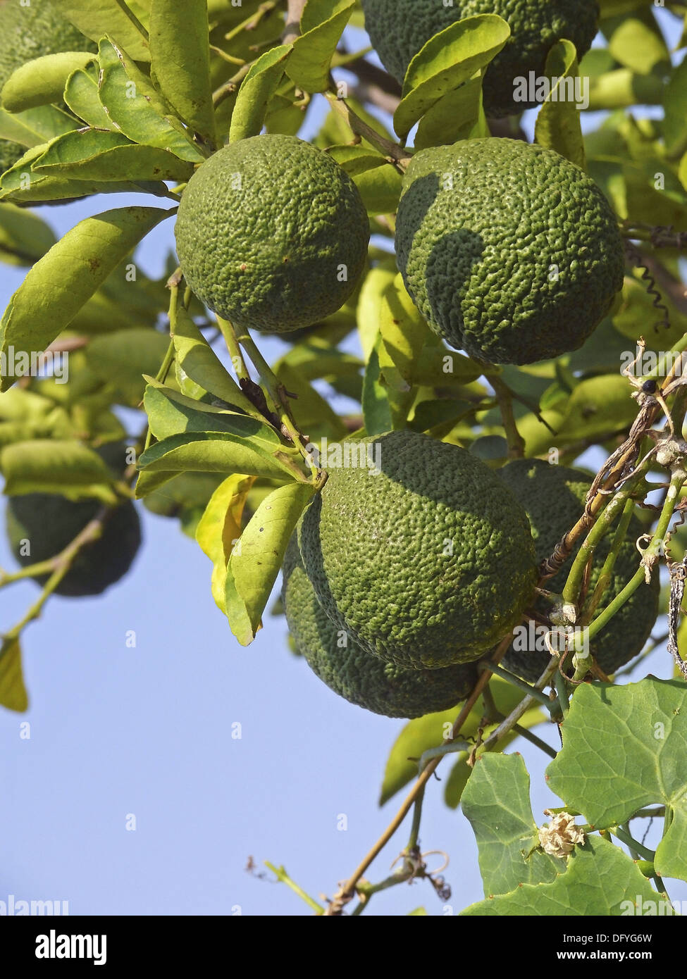 Citrus Aurantium Myrtifolia Stockfotos und -bilder Kaufen - Alamy