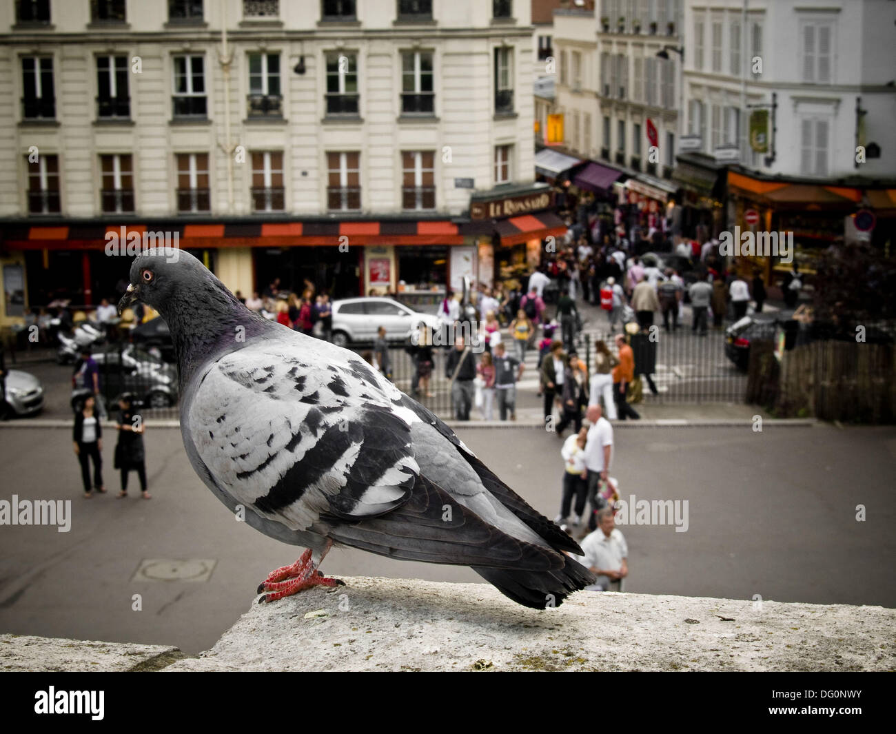 Frankreich dove -Fotos und -Bildmaterial in hoher Auflösung – Alamy