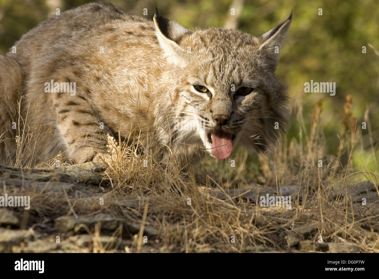 Luchs mund offen -Fotos und -Bildmaterial in hoher Auflösung – Alamy
