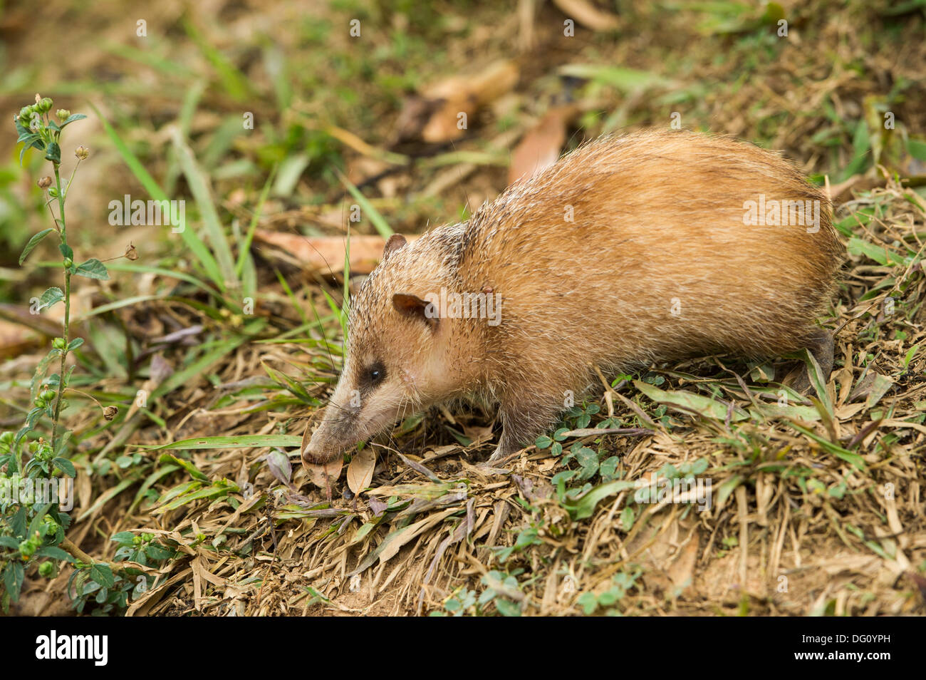 Gemeinsame schwanzlose tenrec -Fotos und -Bildmaterial in hoher ...