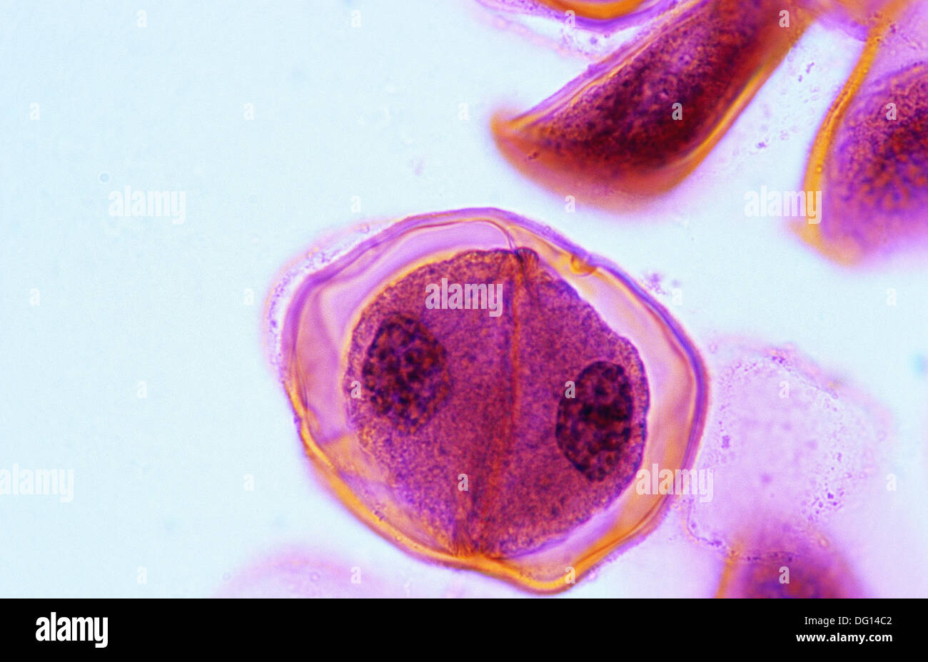 Telophase Cell Stockfotos und -bilder Kaufen - Alamy