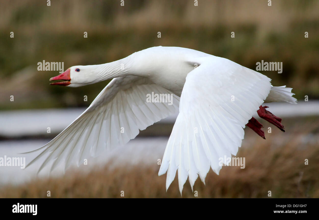 Wilde Embden Gans im Flug Stockfotografie - Alamy