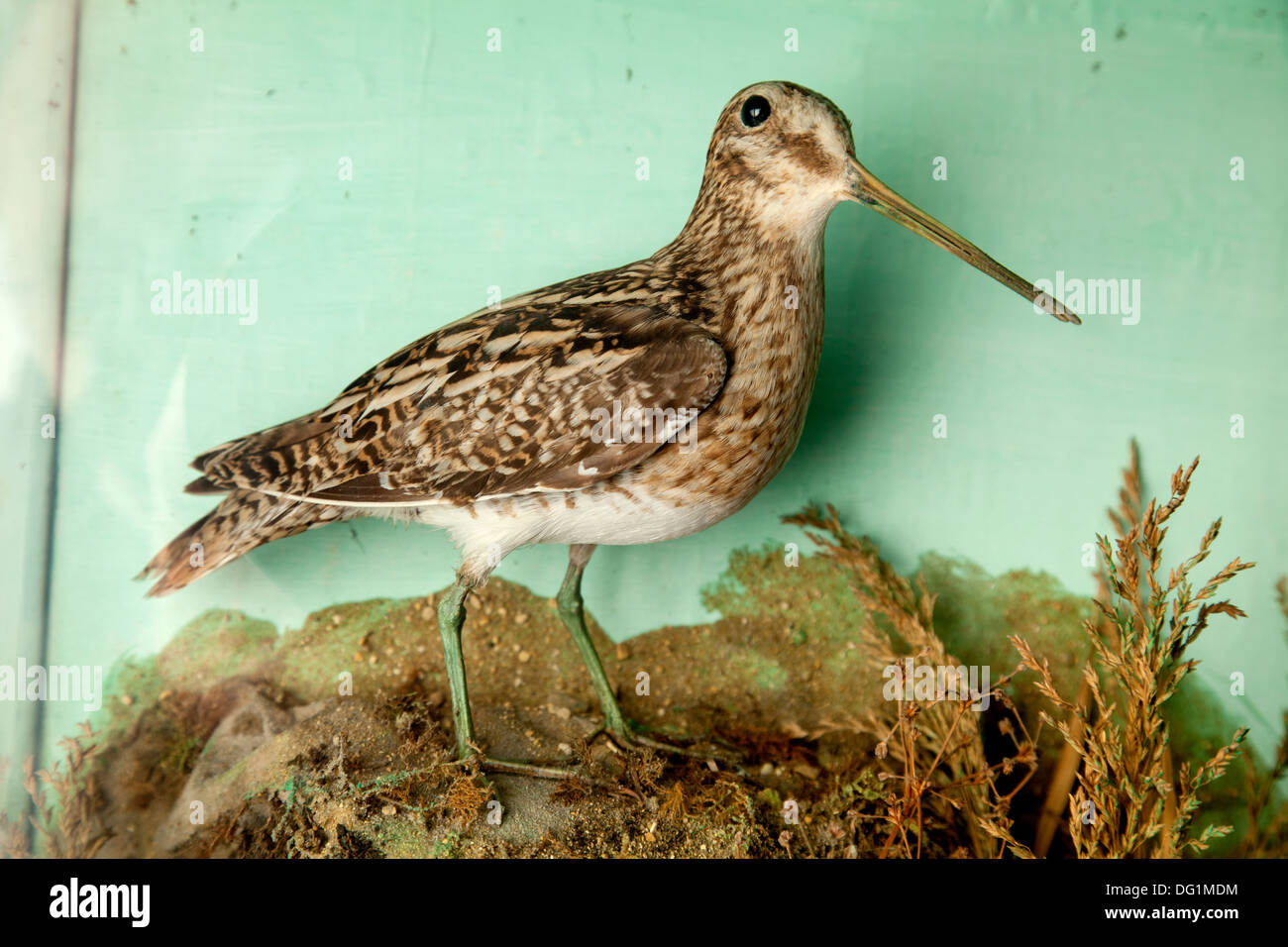 Victorian bird -Fotos und -Bildmaterial in hoher Auflösung – Alamy