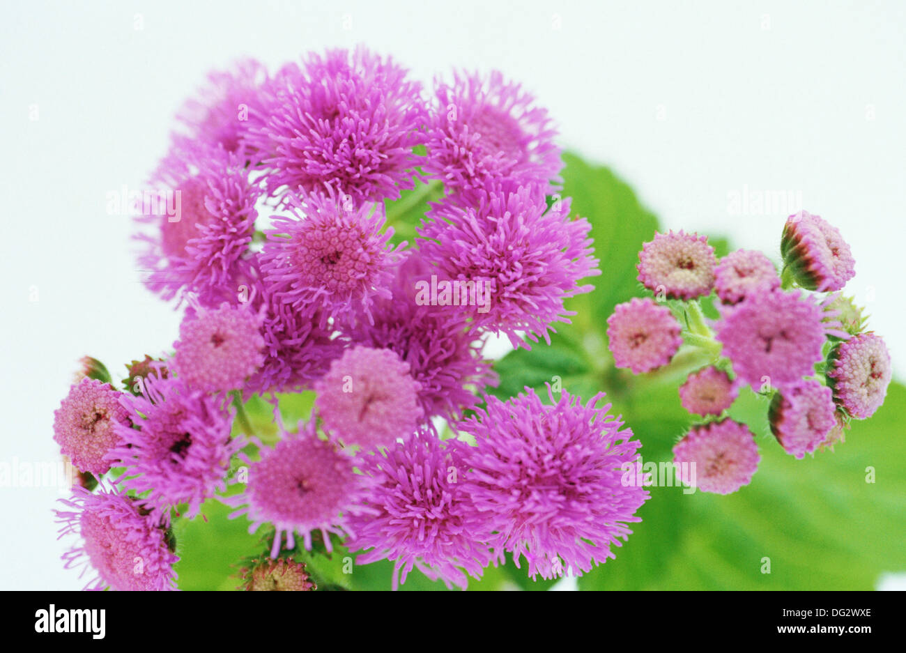 Ageratum sp -Fotos und -Bildmaterial in hoher Auflösung – Alamy