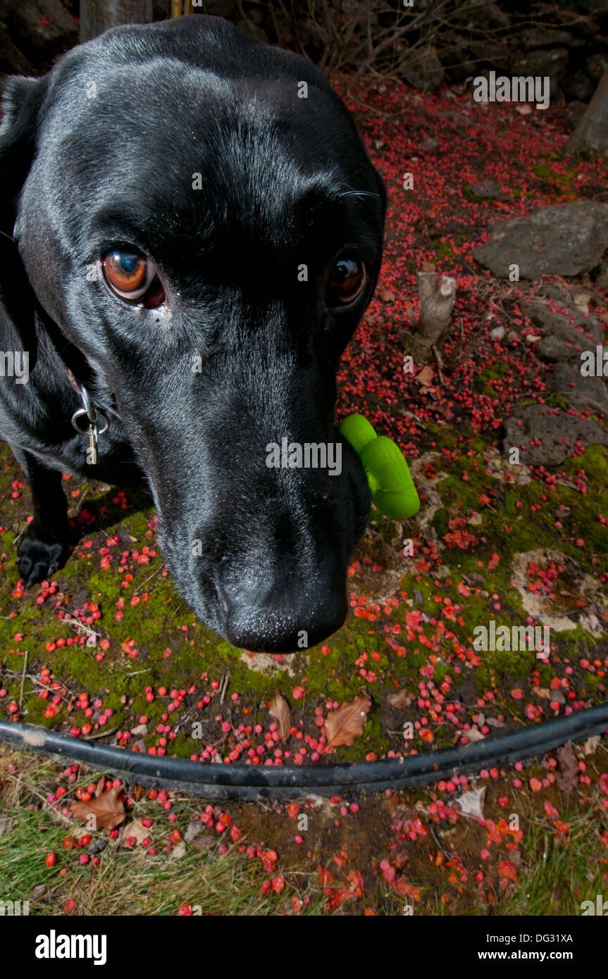 Schwarzer Labrador Retriever Stockfotos und -bilder Kaufen - Alamy